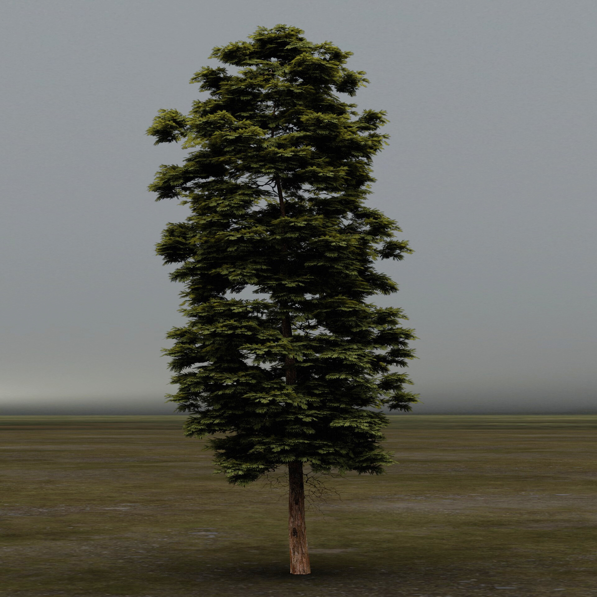 Umar Momin - Optimized Trees