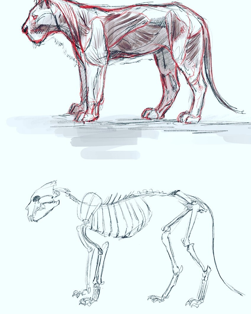 Muscular Lion Drawing