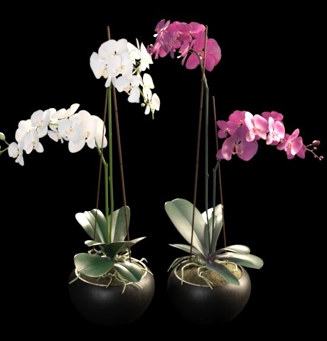 ArtStation - Orchid Flowers ( Bunga Anggrek)