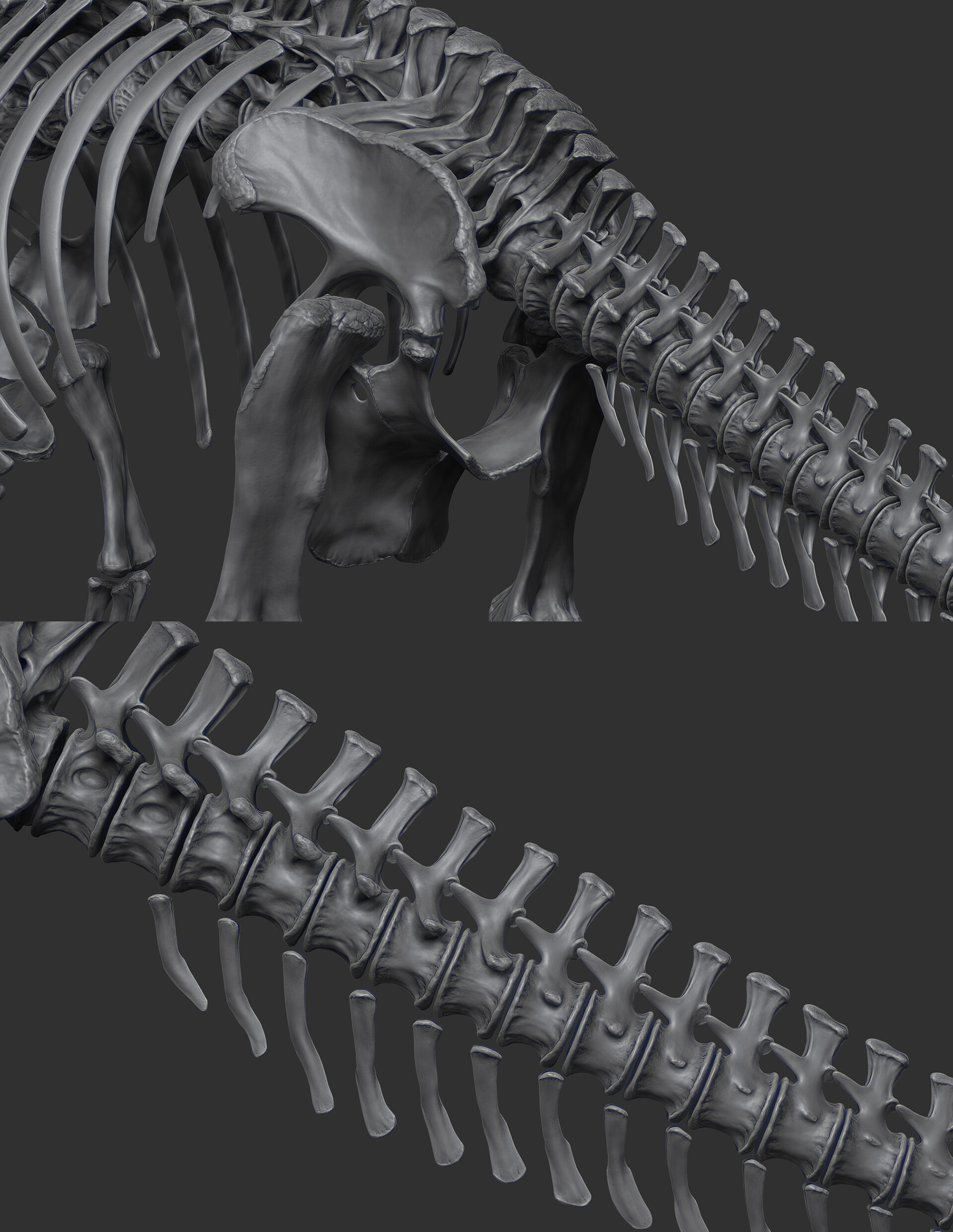 Vlad Konstantinov - Cooper. Australotitan cooperensis