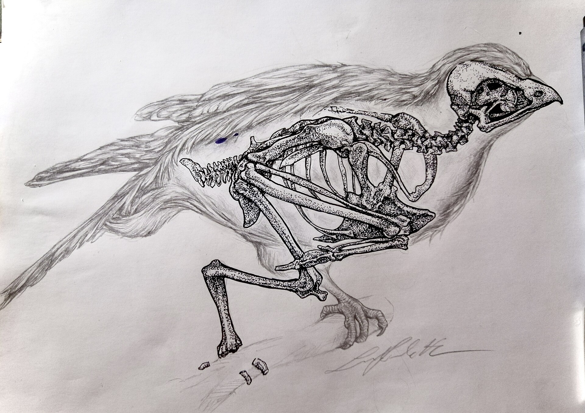 bird skull drawing reference