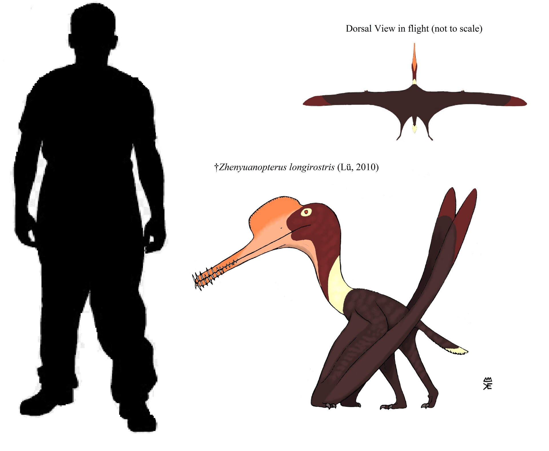 Thomas Sutton - Zhenyuanopterus longirostris