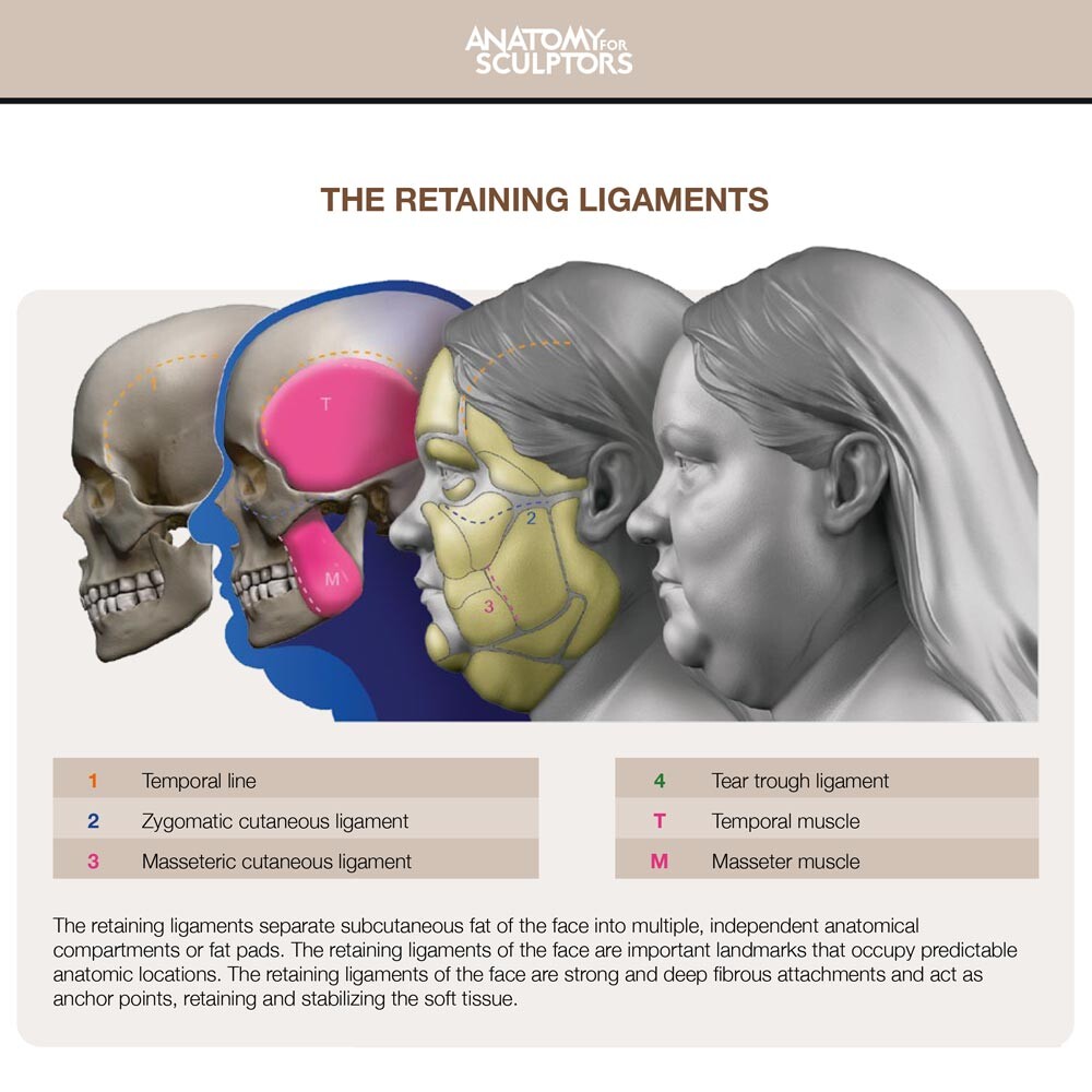 ArtStation - Retaining ligaments