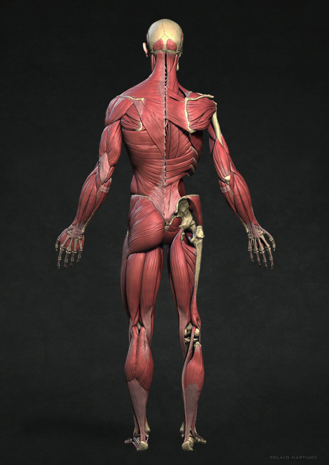 Pelayo 3D - Ecorche Anatomy Study