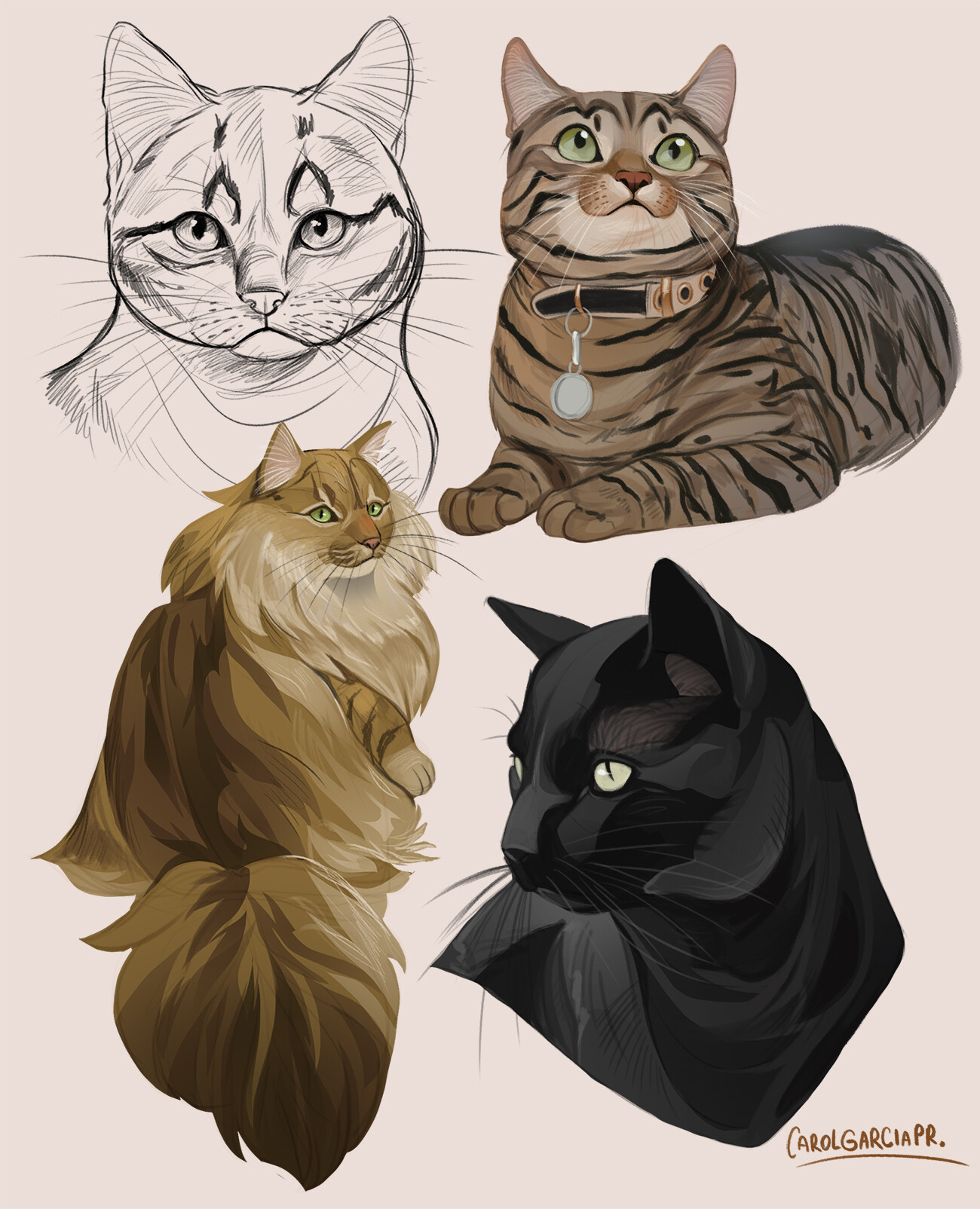 ArtStation - Cat study