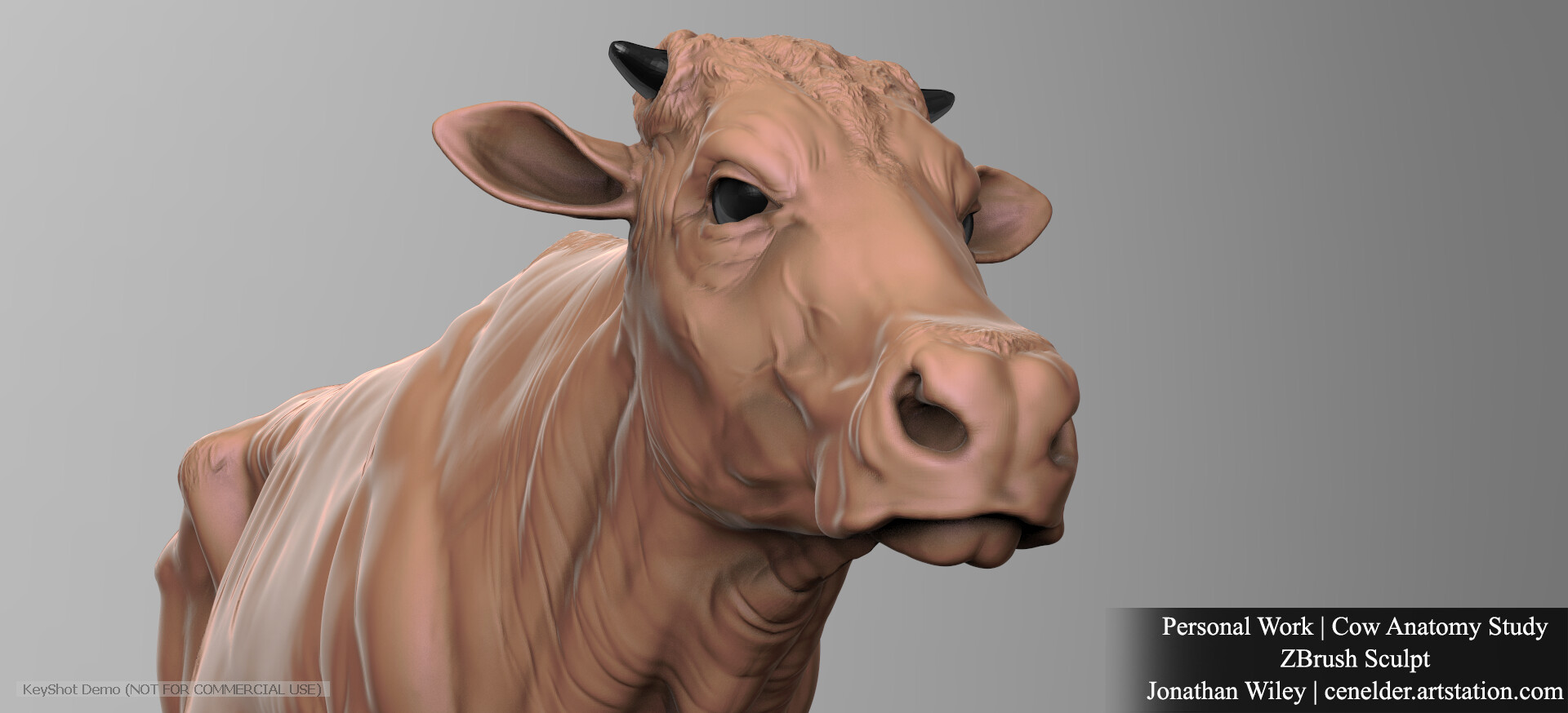 ArtStation - Cow Anatomy Study