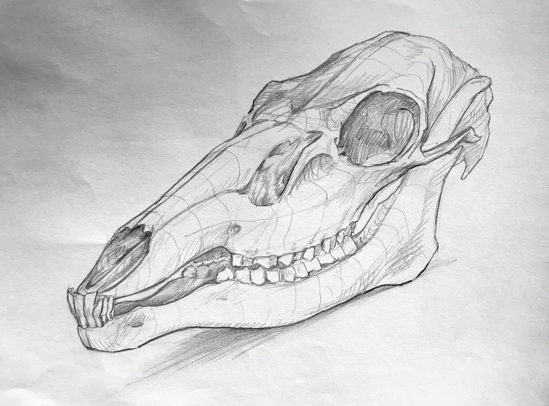 ArtStation - Animal Studies