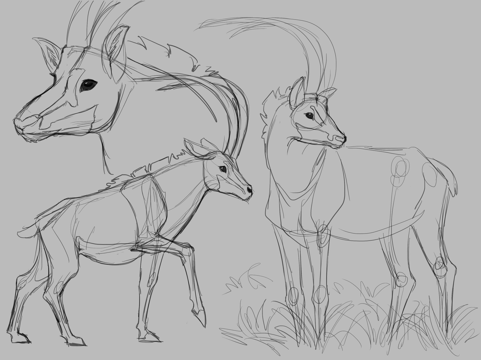 ArtStation - Wildlife Study Sketches