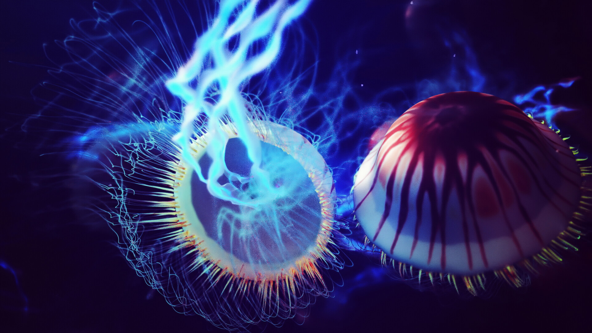 Arcane Polygon - Jellyfish Animation