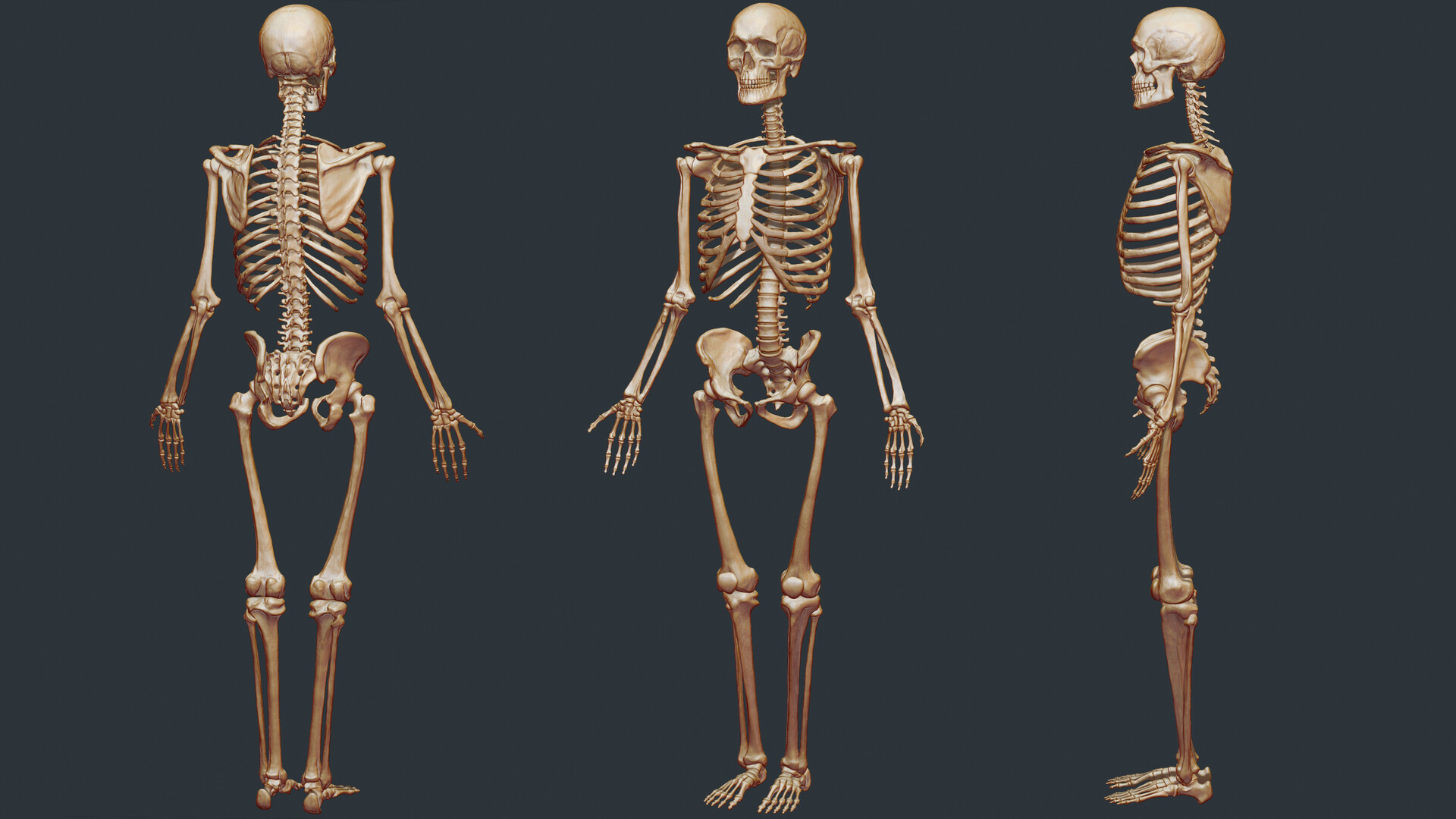 Conor Jordan - Male Human Skeleton