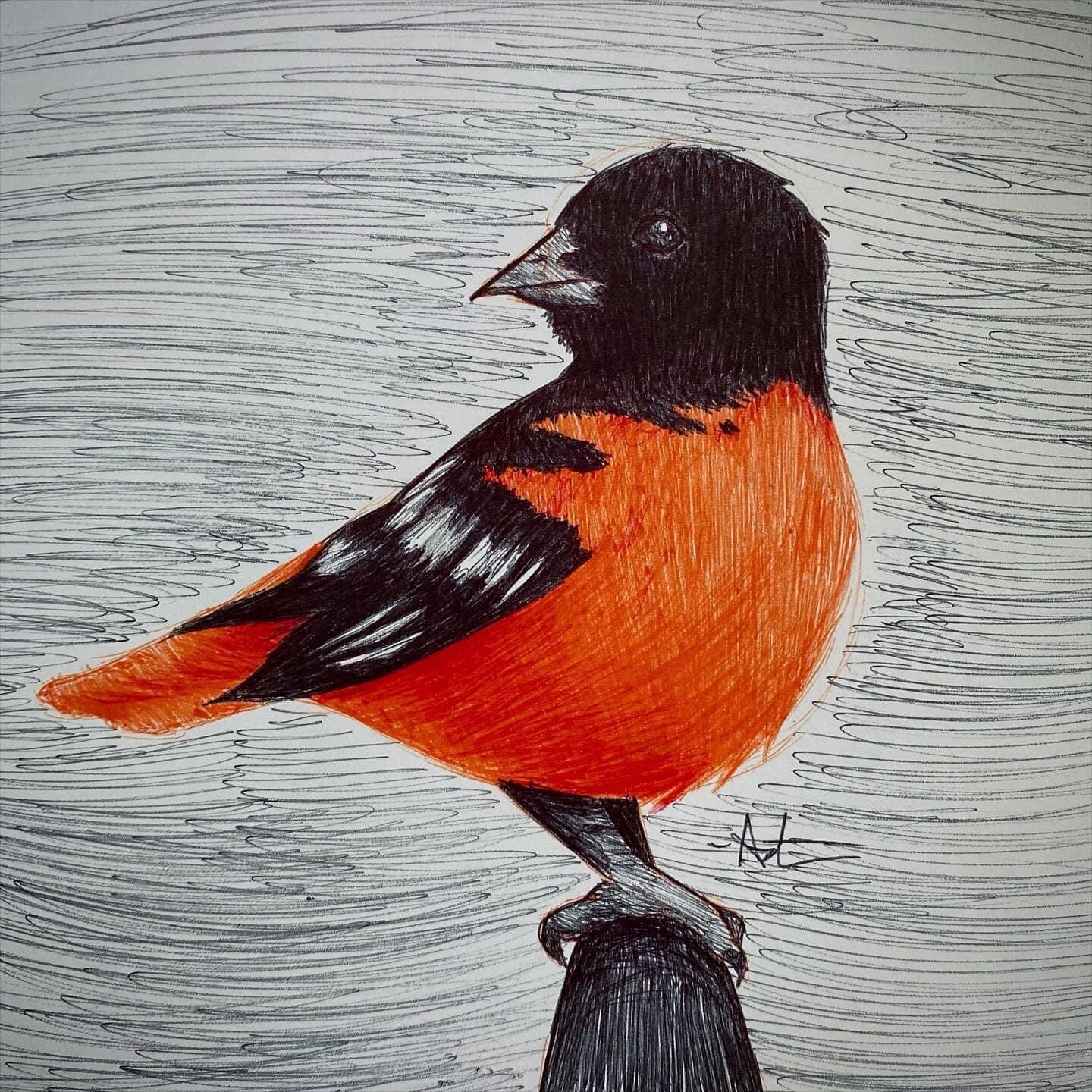 ArtStation - Baltimore_Oriole