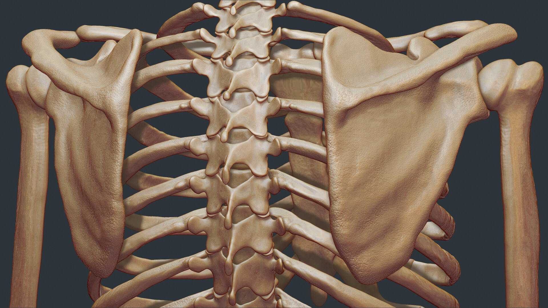 Conor Jordan - Male Human Skeleton