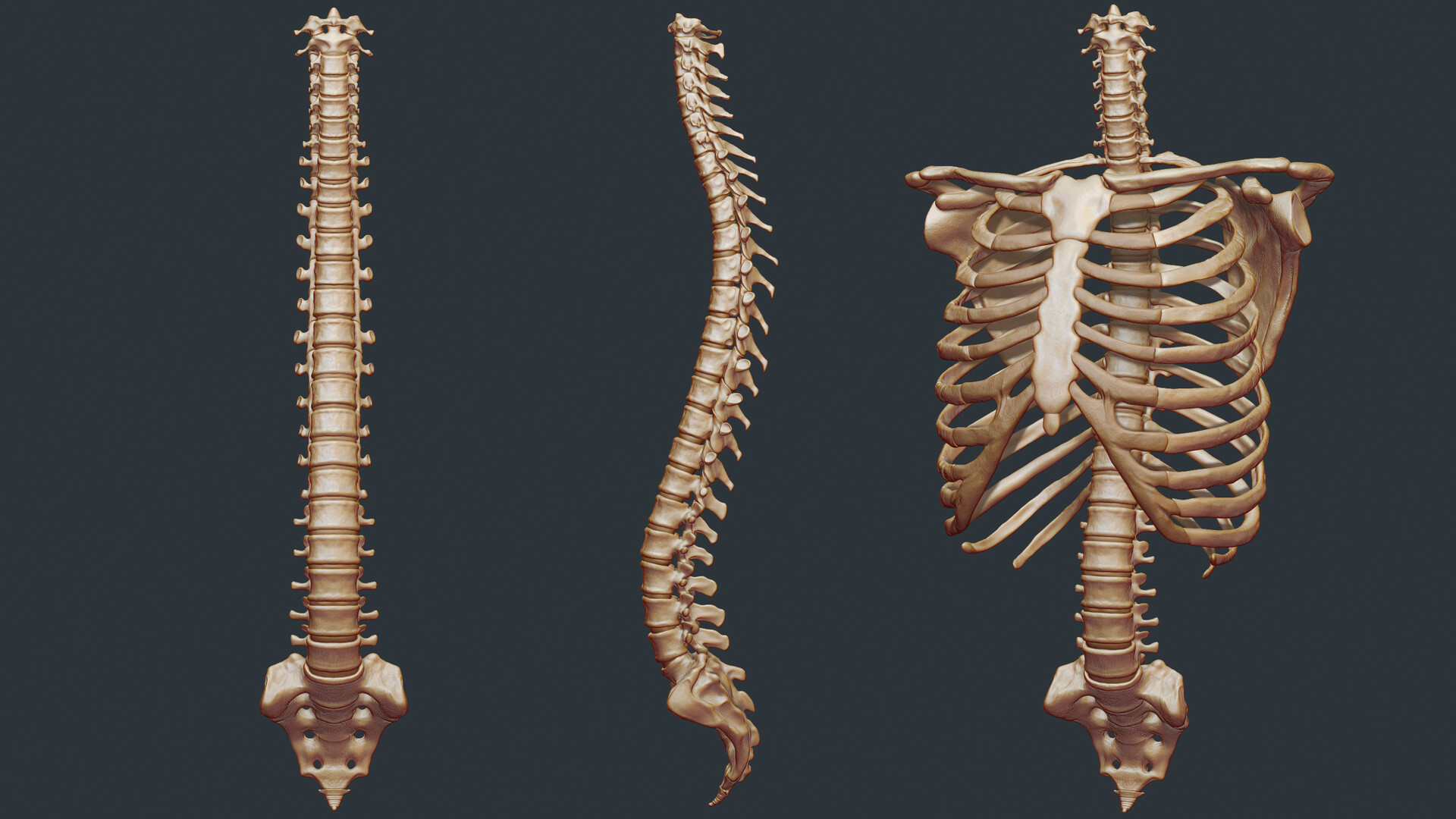 Conor Jordan - Male Human Skeleton