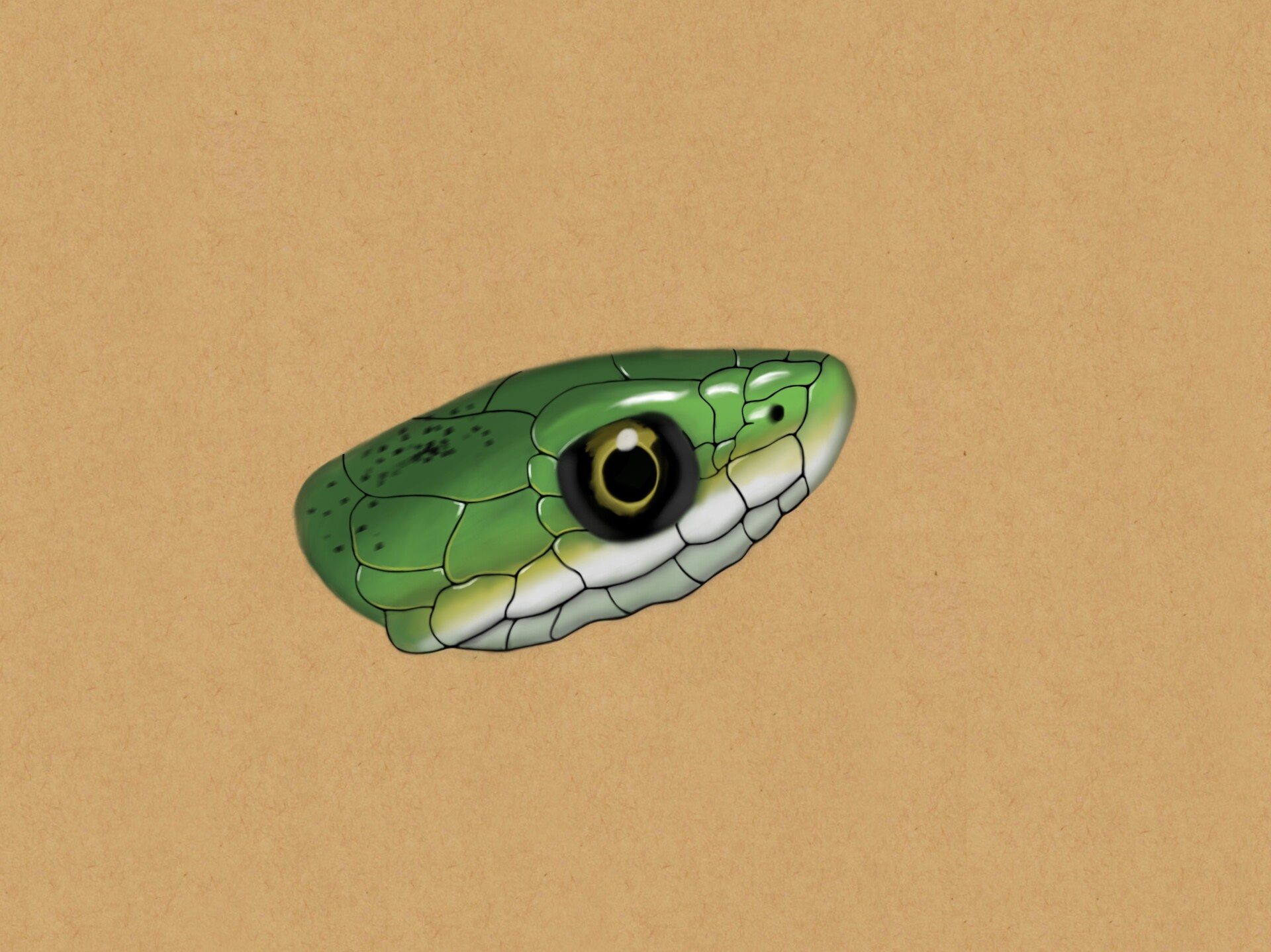 ArtStation - Derp the snake