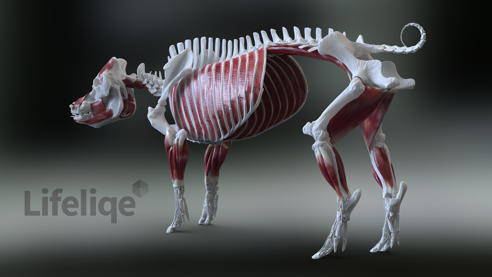 Roman Mrazek - Pig male muscle anatomy