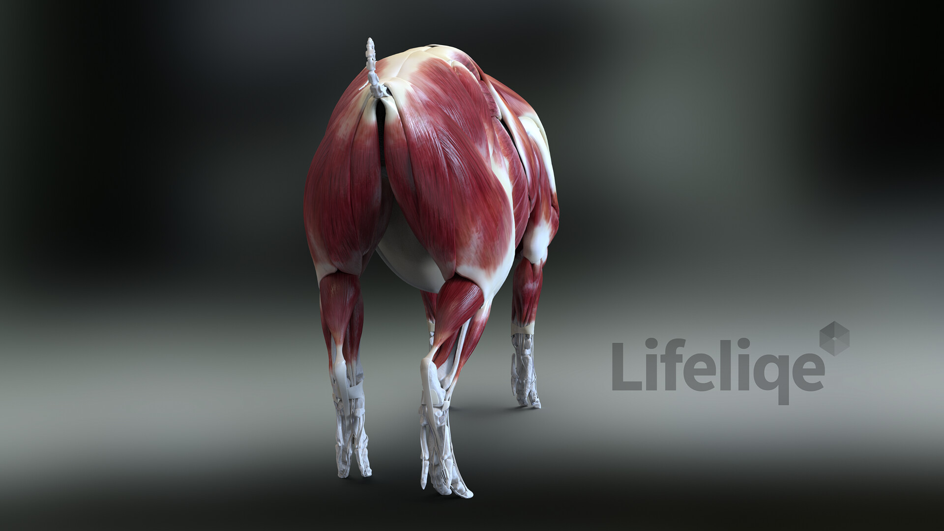 Roman Mrazek - Pig male muscle anatomy