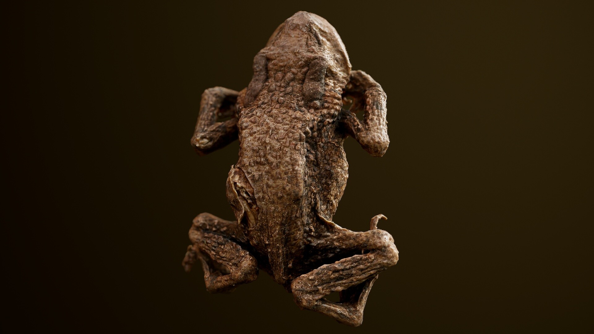 ArtStation - dried frog