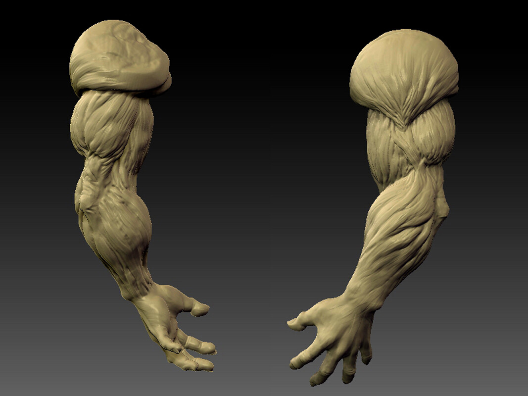 ArtStation - Hand anatomy