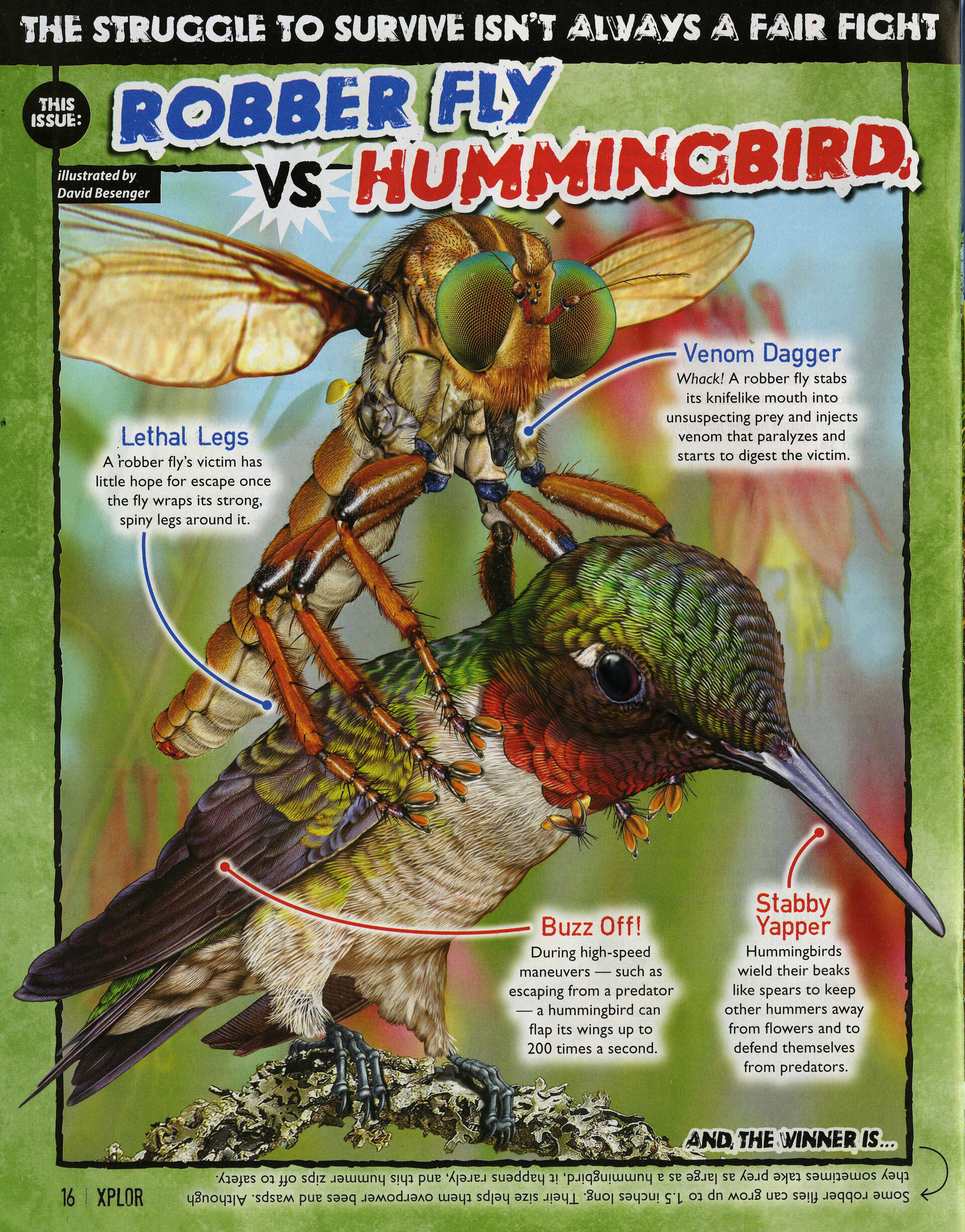 bee hummingbird predators