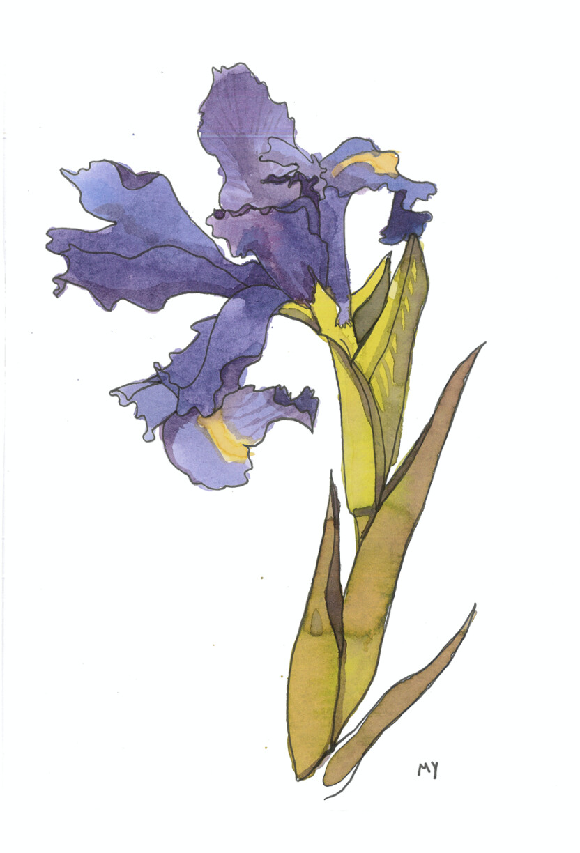 Morgan Knudsen - Iris