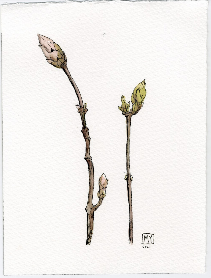 ArtStation - Leaf bud illustrations