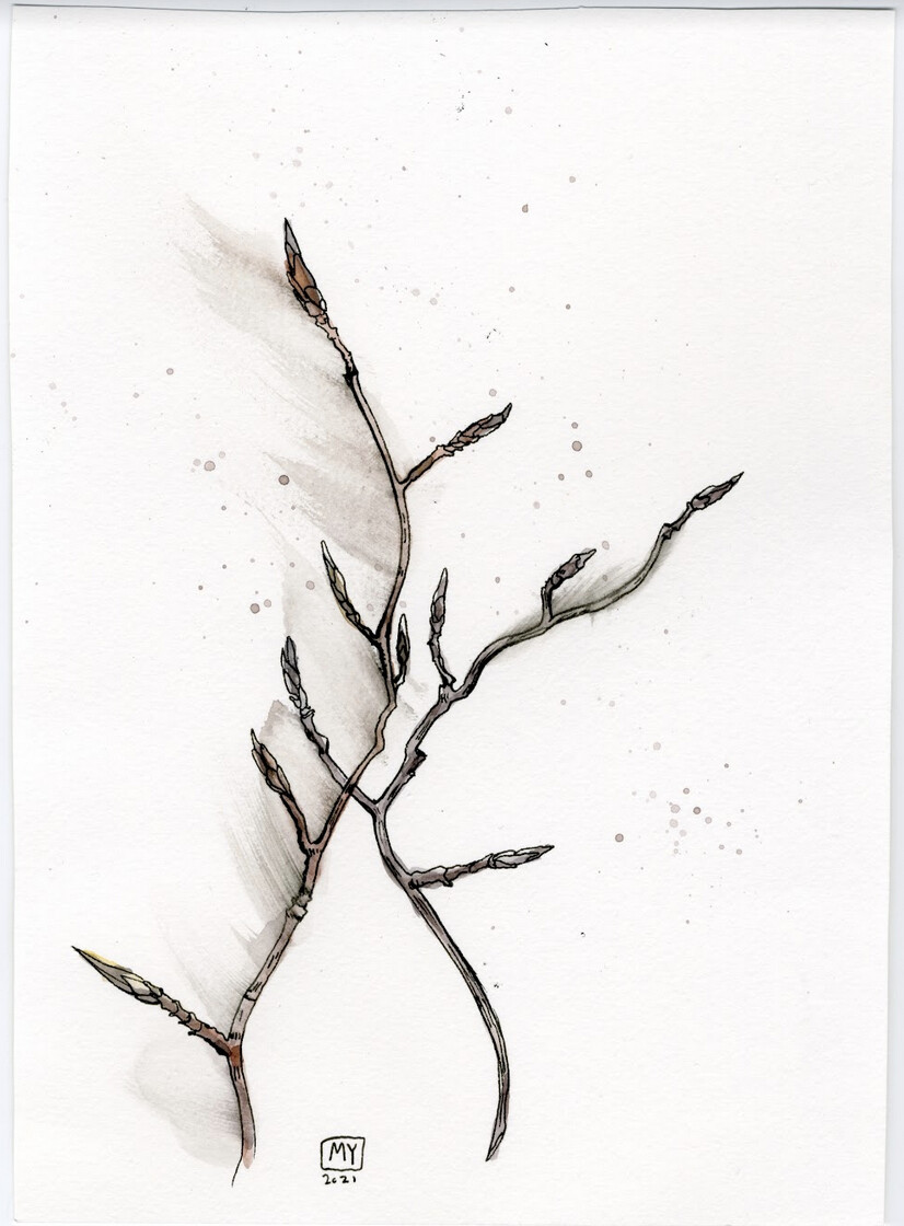 Morgan Knudsen - Leaf bud illustrations