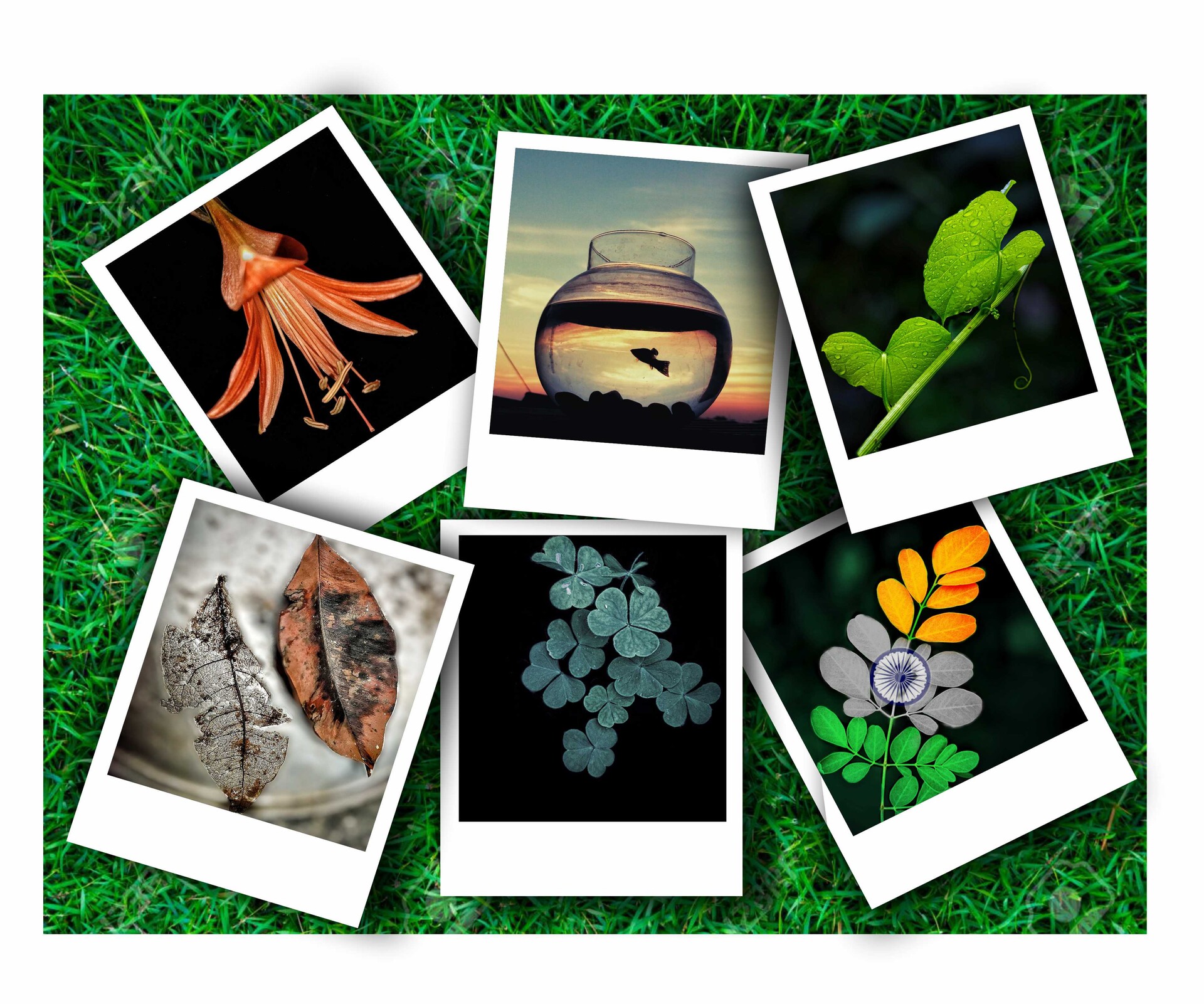 ArtStation - Polaroids done with CorelDraw