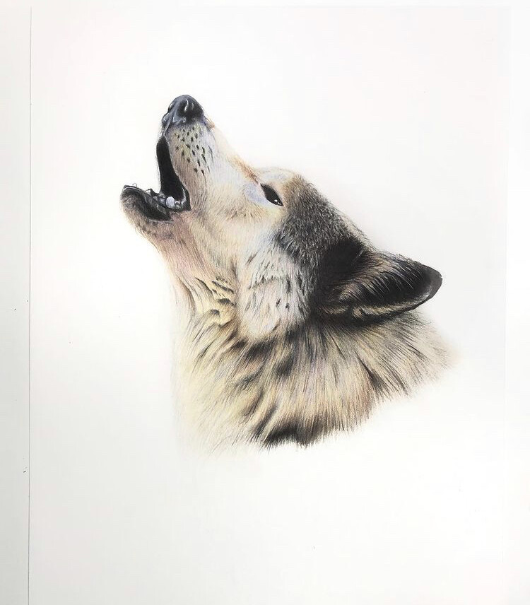 ArtStation - Wolf drawing