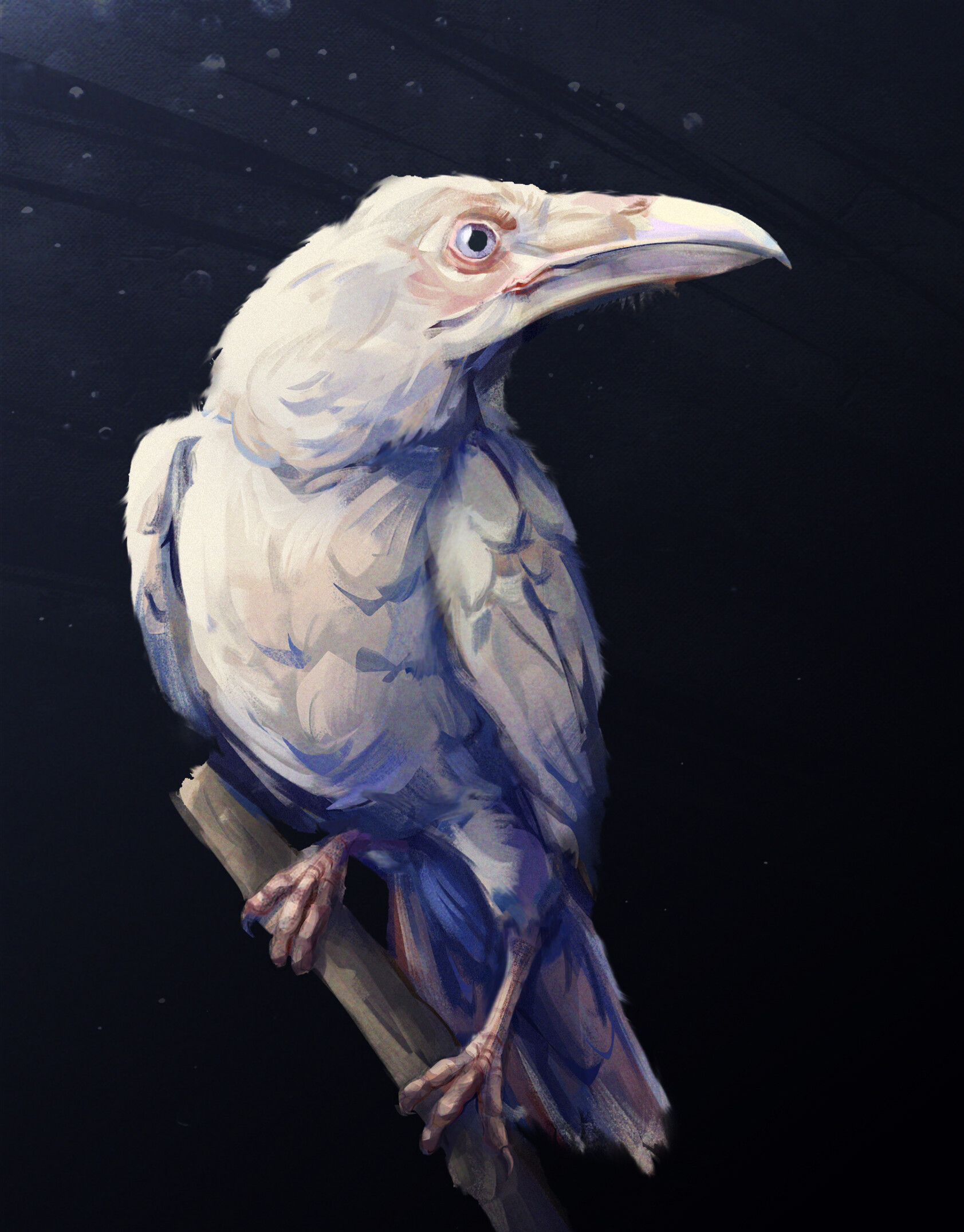 ArtStation - Albino Raven