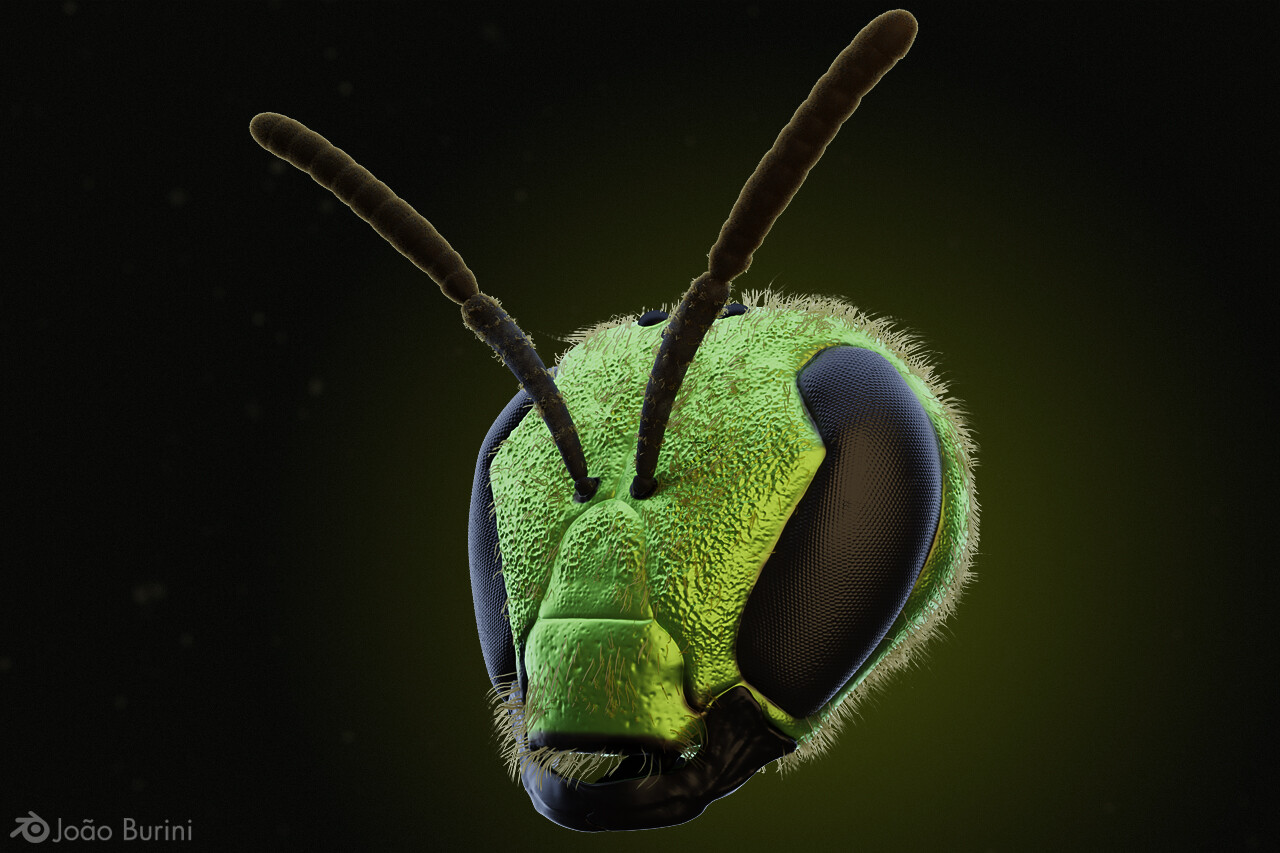 ArtStation - Insect head sculpt (Augochlora bee)
