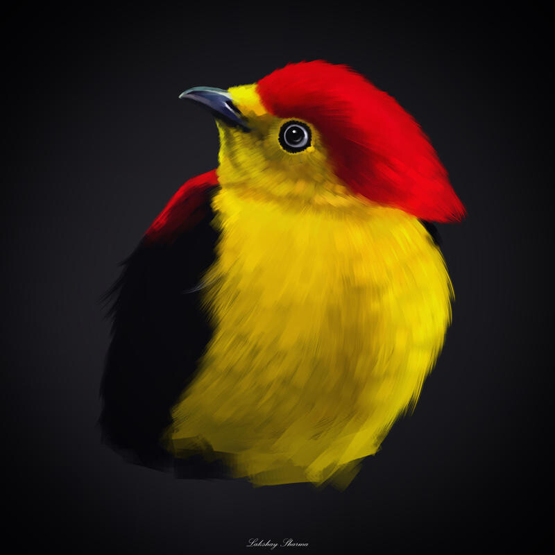 ArtStation - Manakin