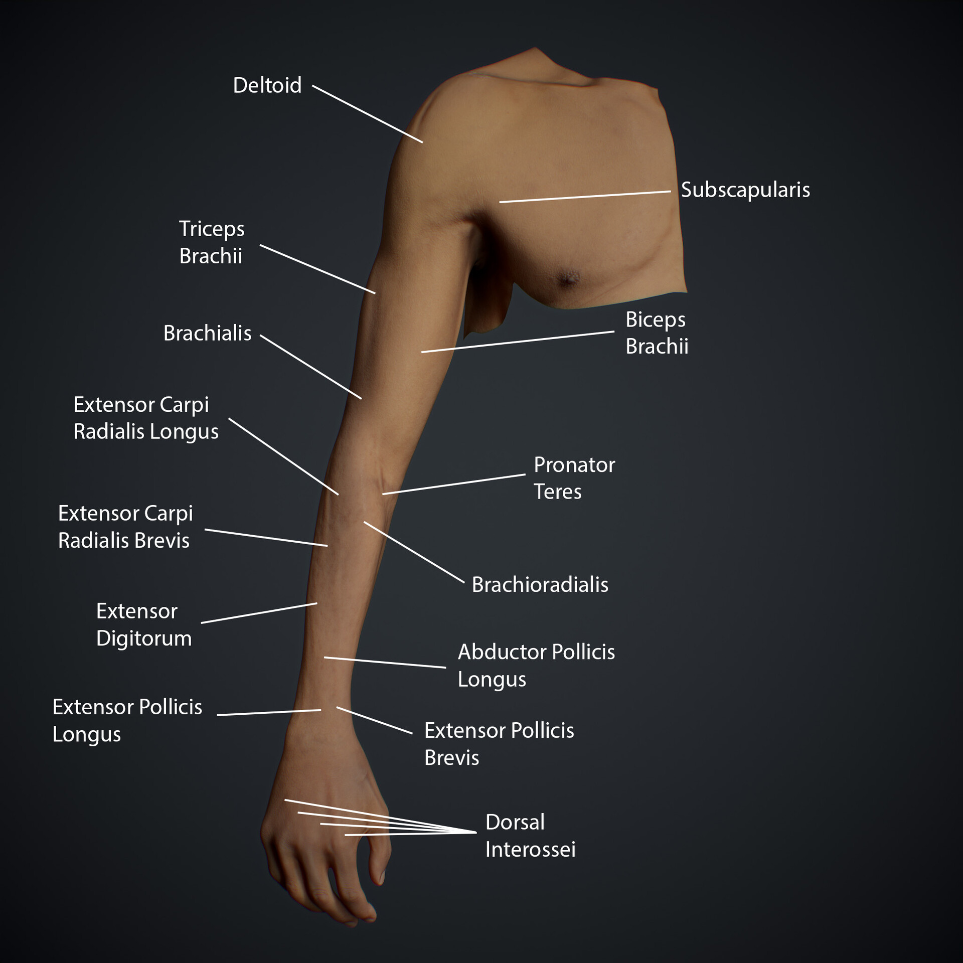 Josh Stoneley 3D Art - Arm Muscle Study (Realtime)
