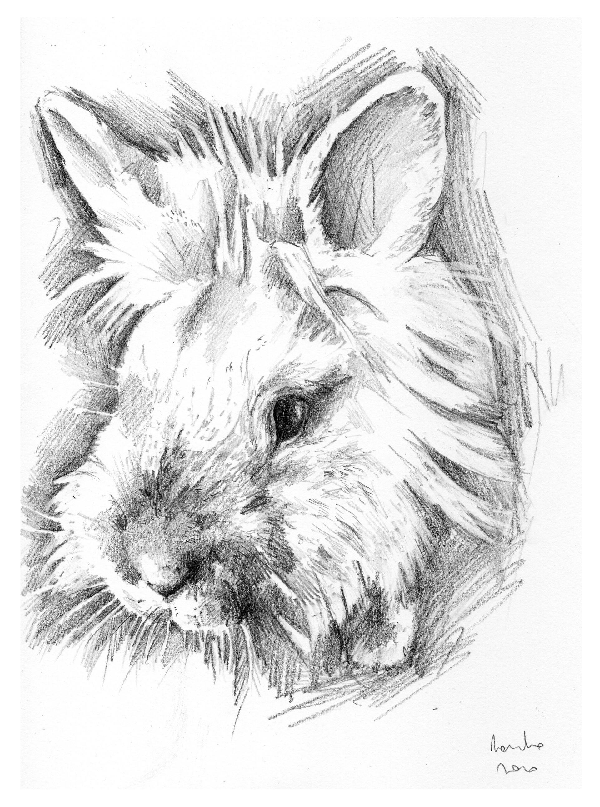 ArtStation - Bunny sketch