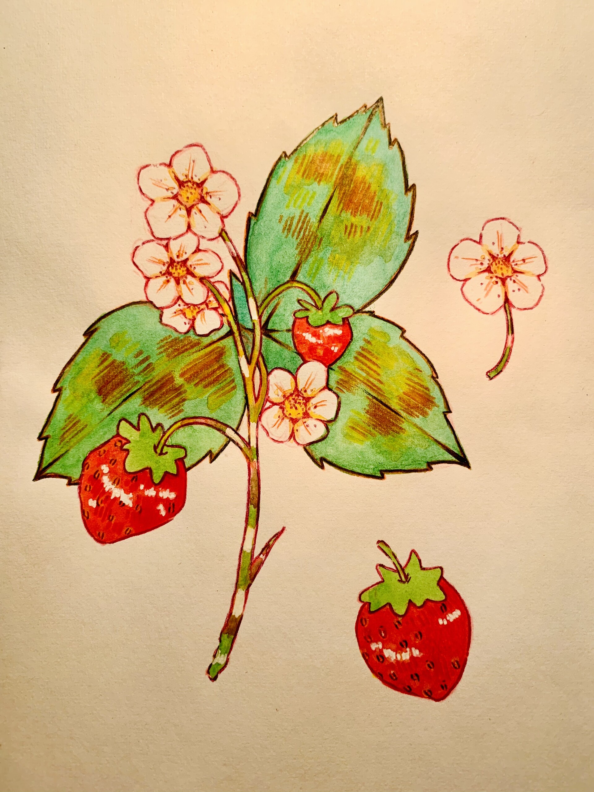 ArtStation - Strawberry-study (+close-ups) - Original