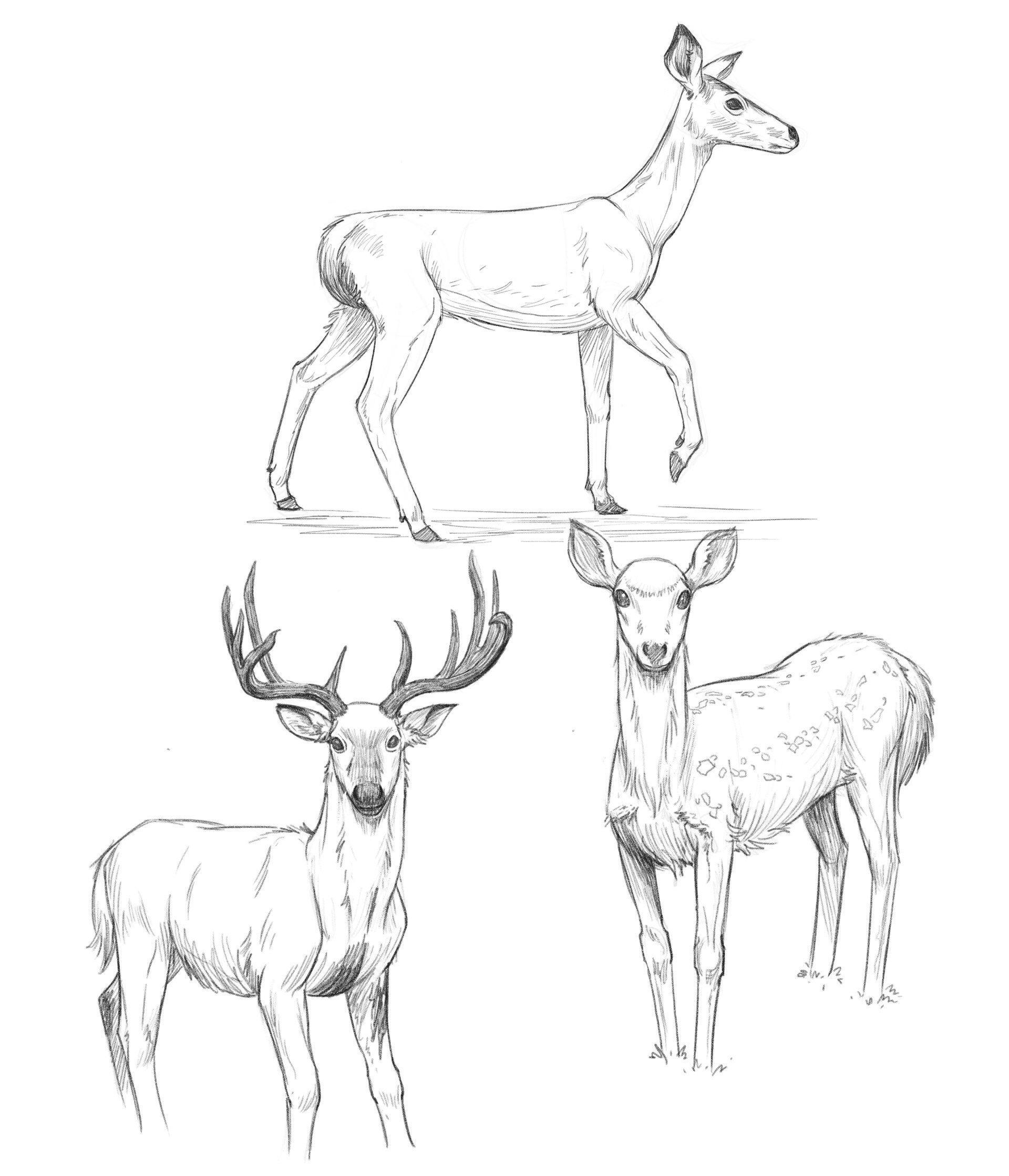 how to draw a deer front view