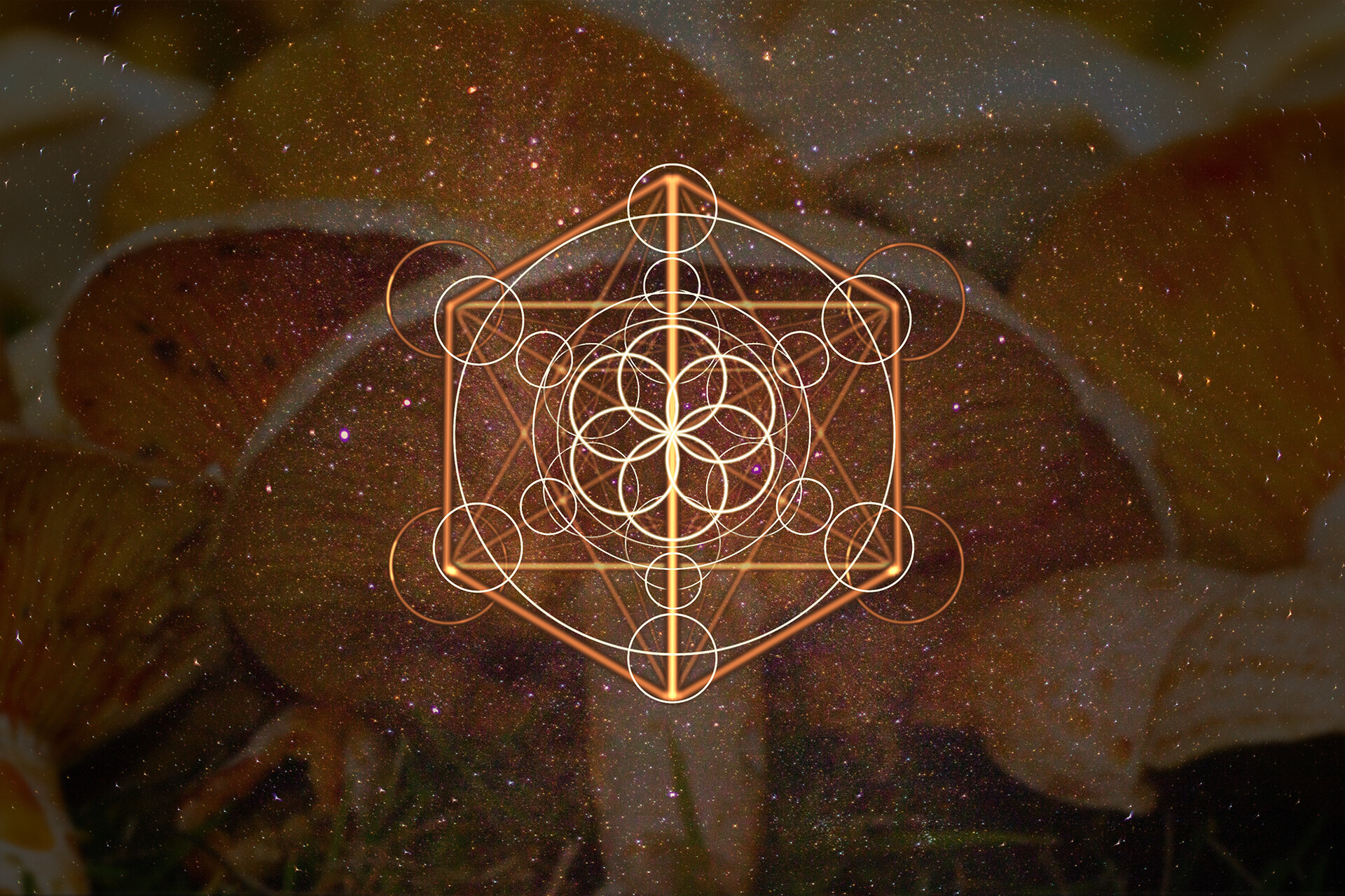 Goose - TheSEED Token (Crypto Currency Art 2)