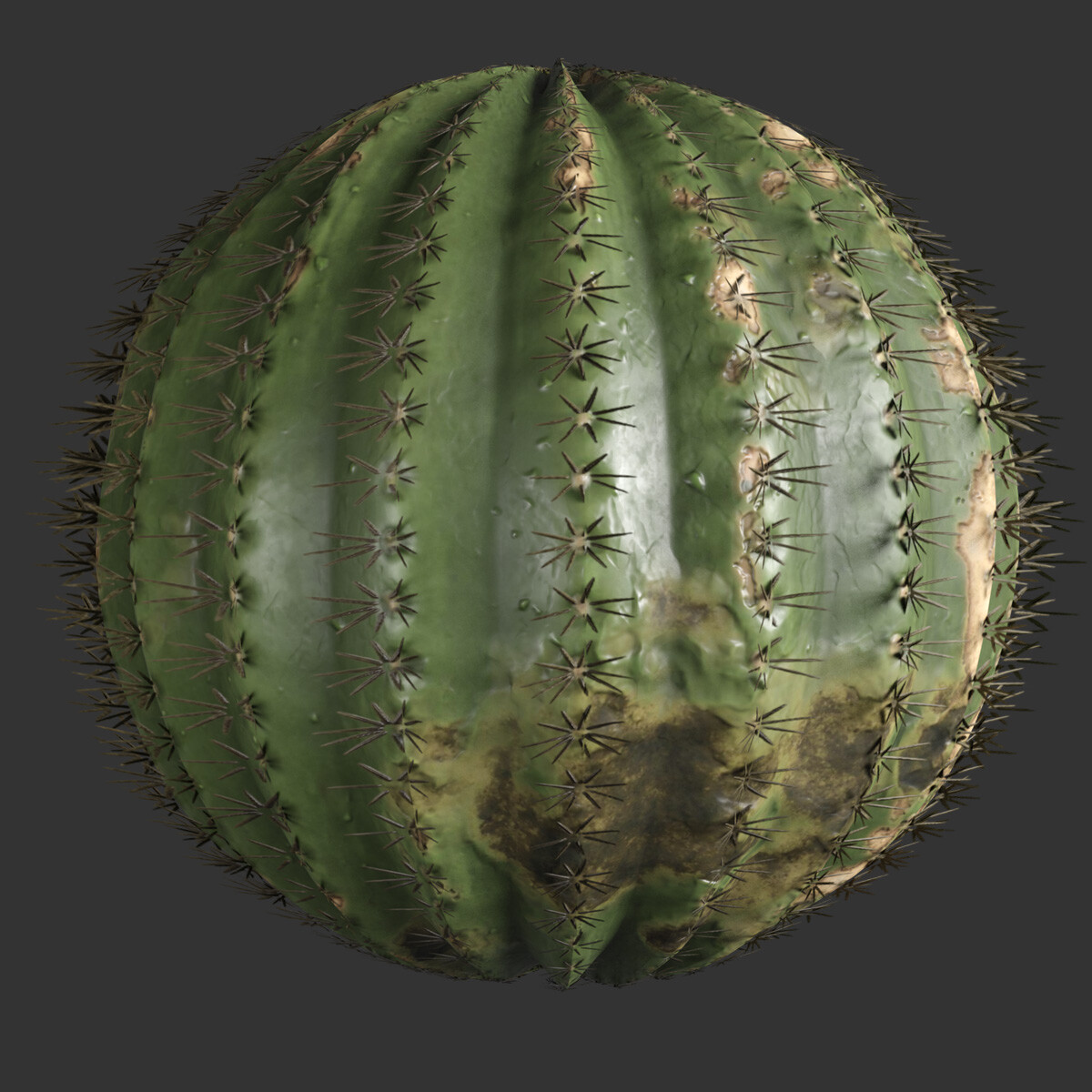 TextureCan - Spiky Cactus with Spines Texture