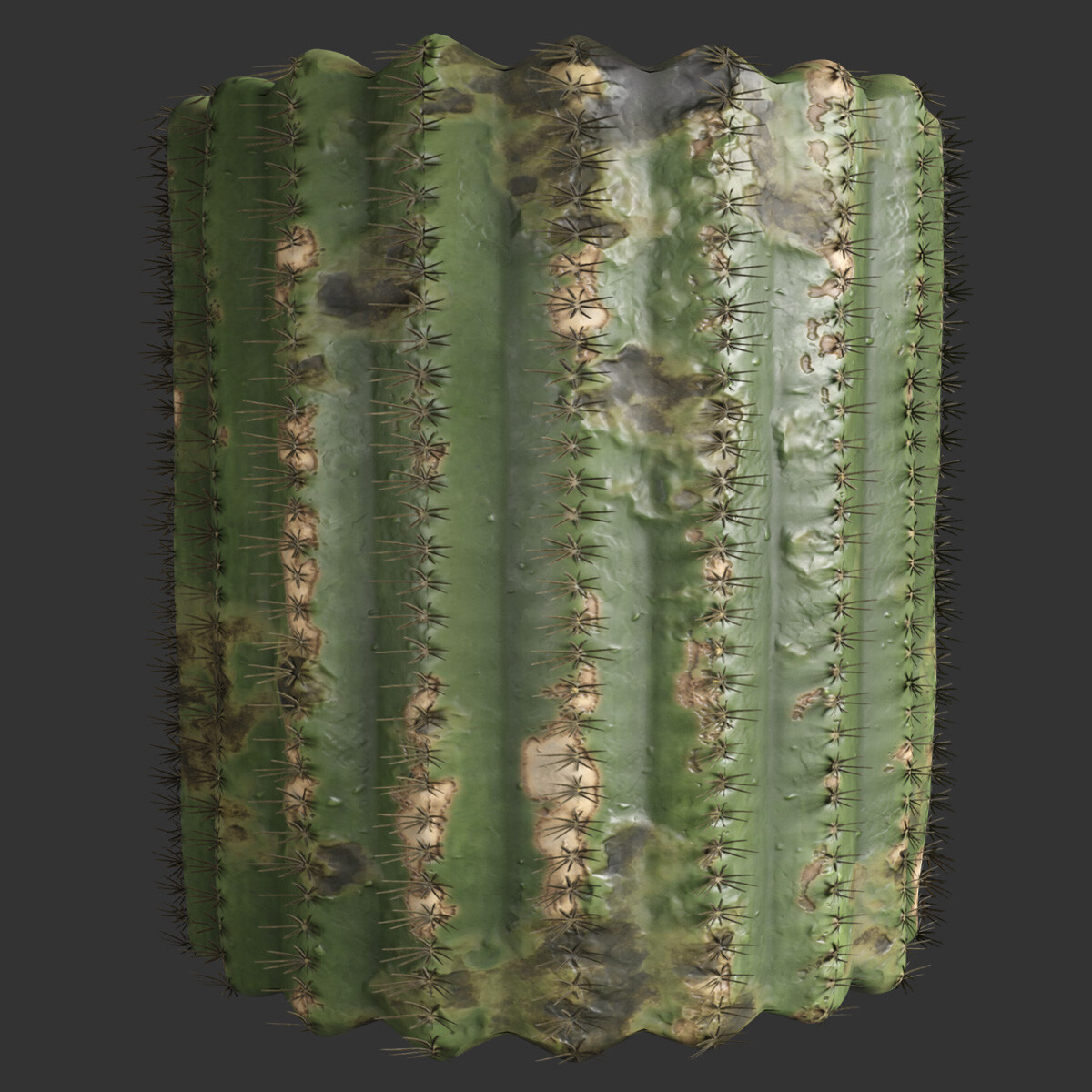 TextureCan - Spiky Cactus with Spines Texture
