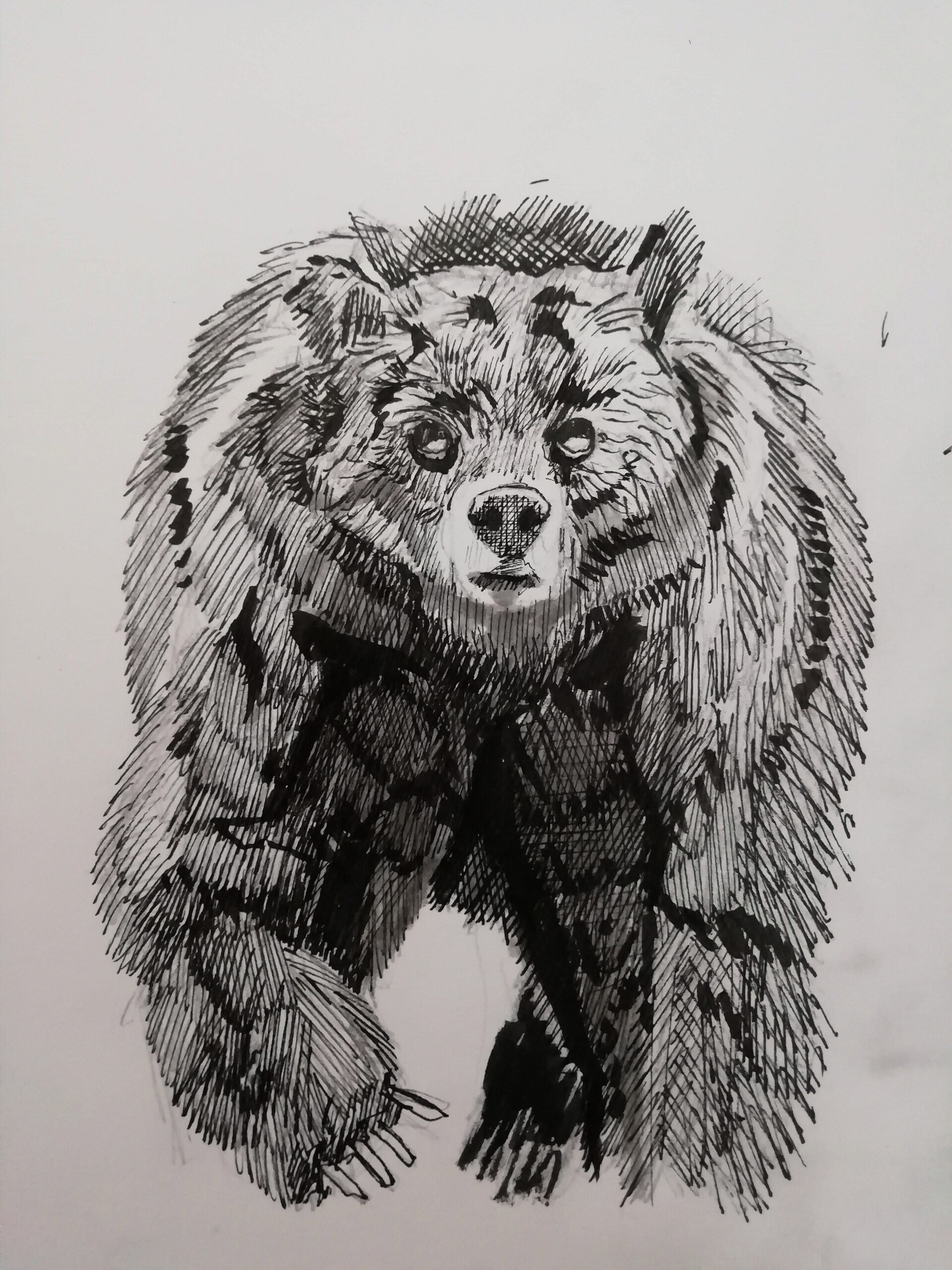 ArtStation - bear studies