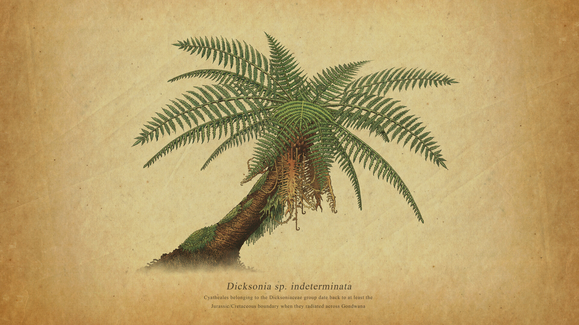ArtStation - Cretaceous Tree fern, botanical illustration