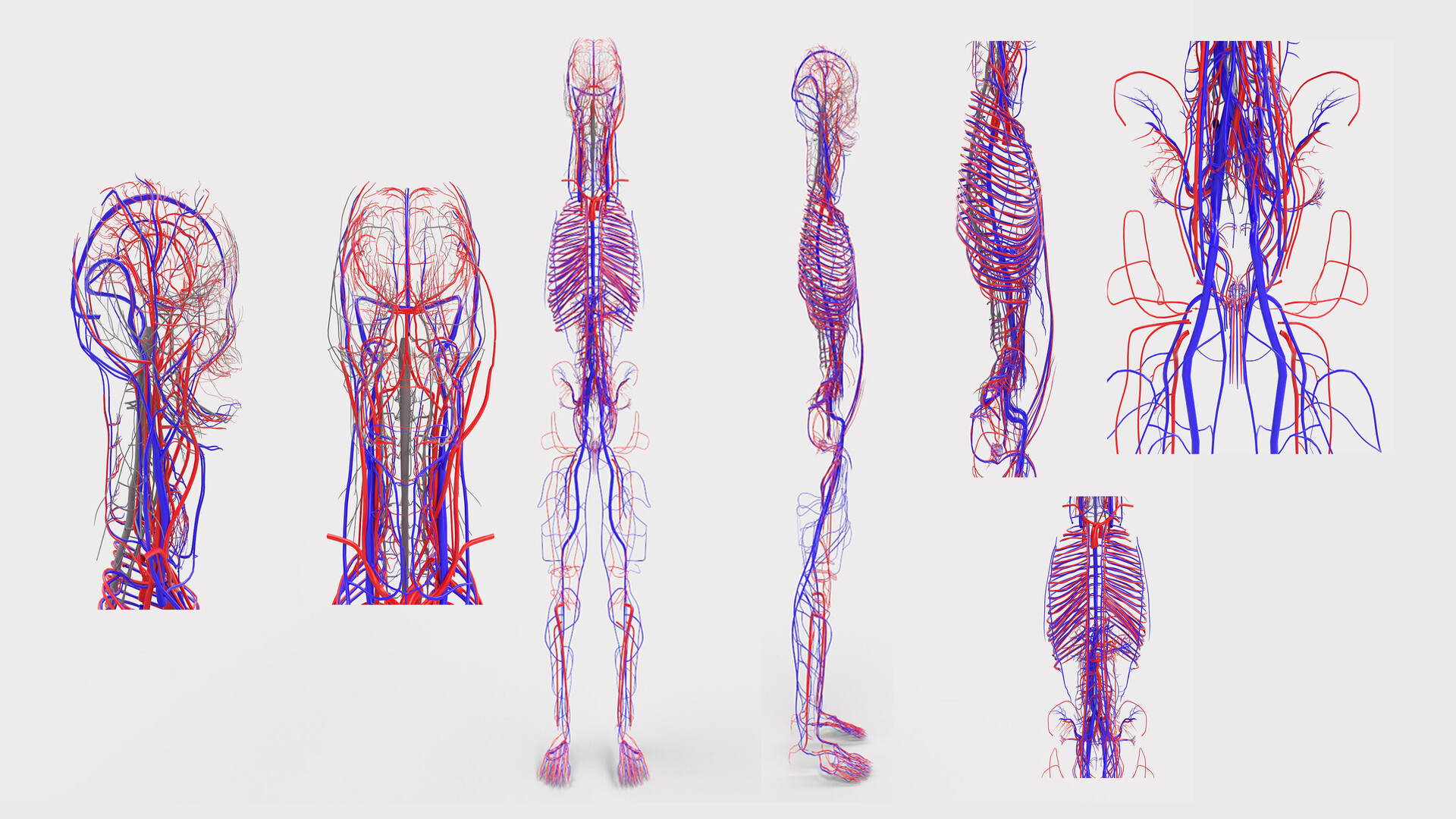 ArtStation - 3 D model of human vein and artery