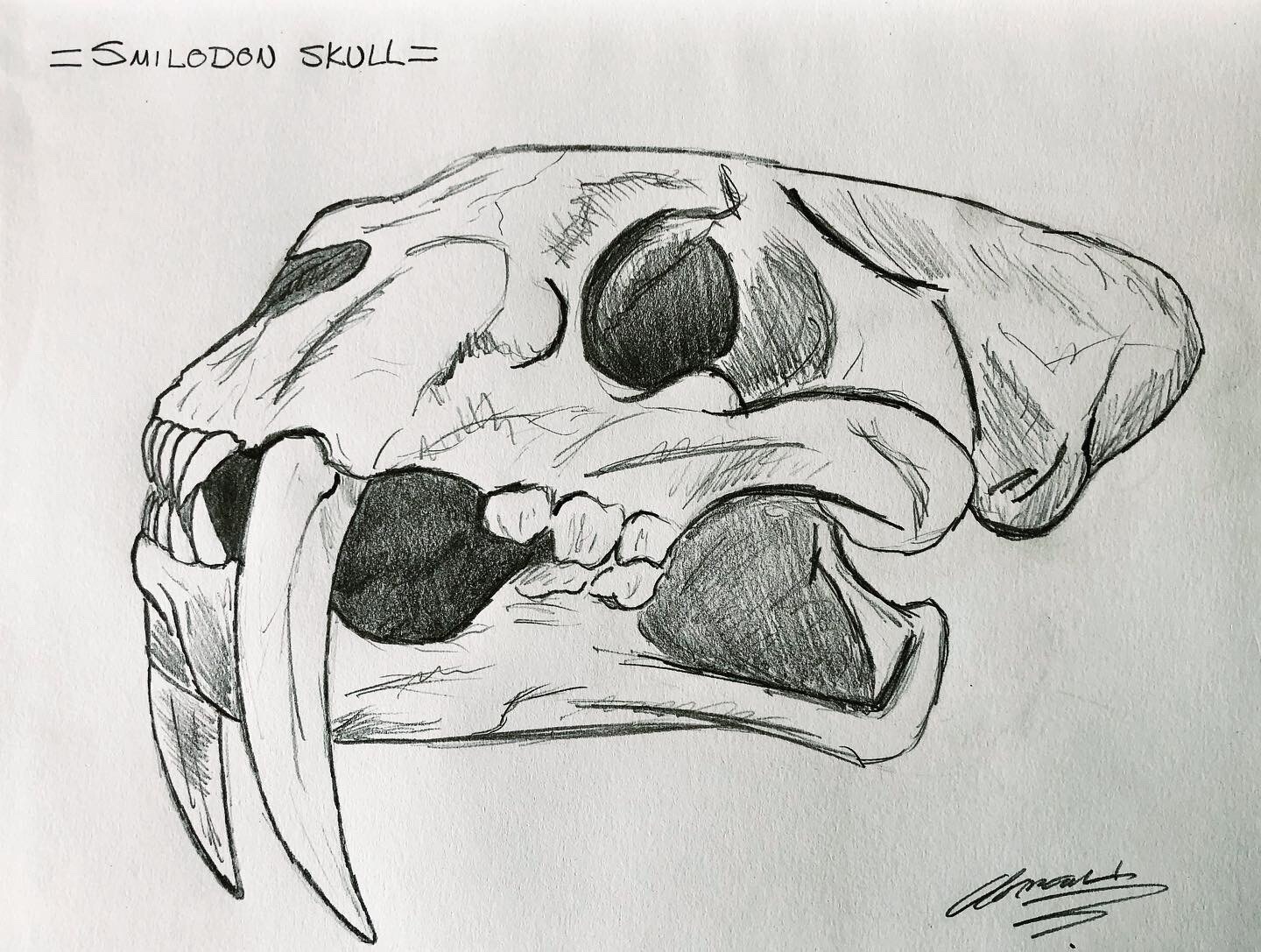 Smilodon Skull Illustration