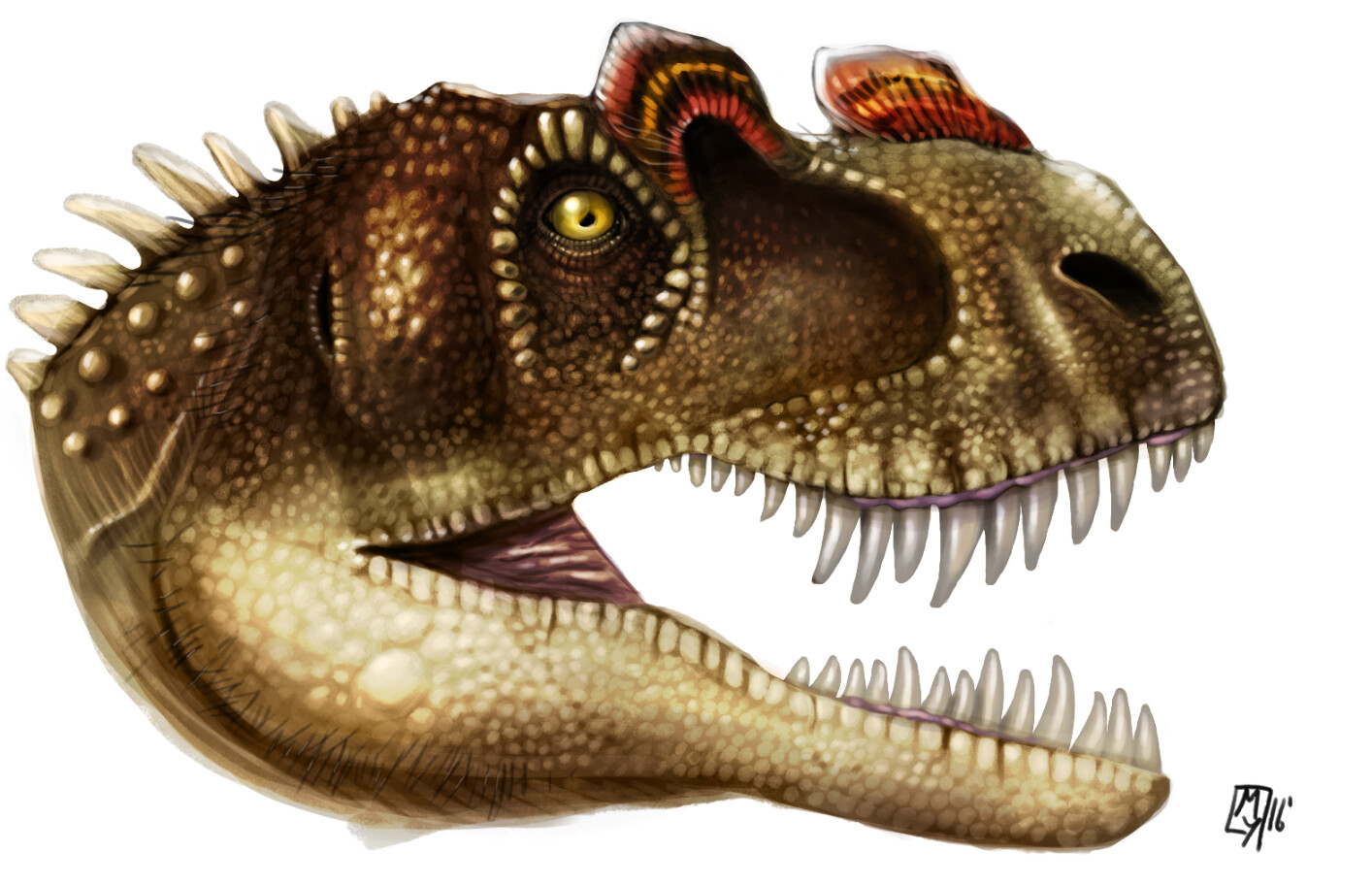 Maxwell Yeager - theropod dinosaur skull and jaw muscle anatomy