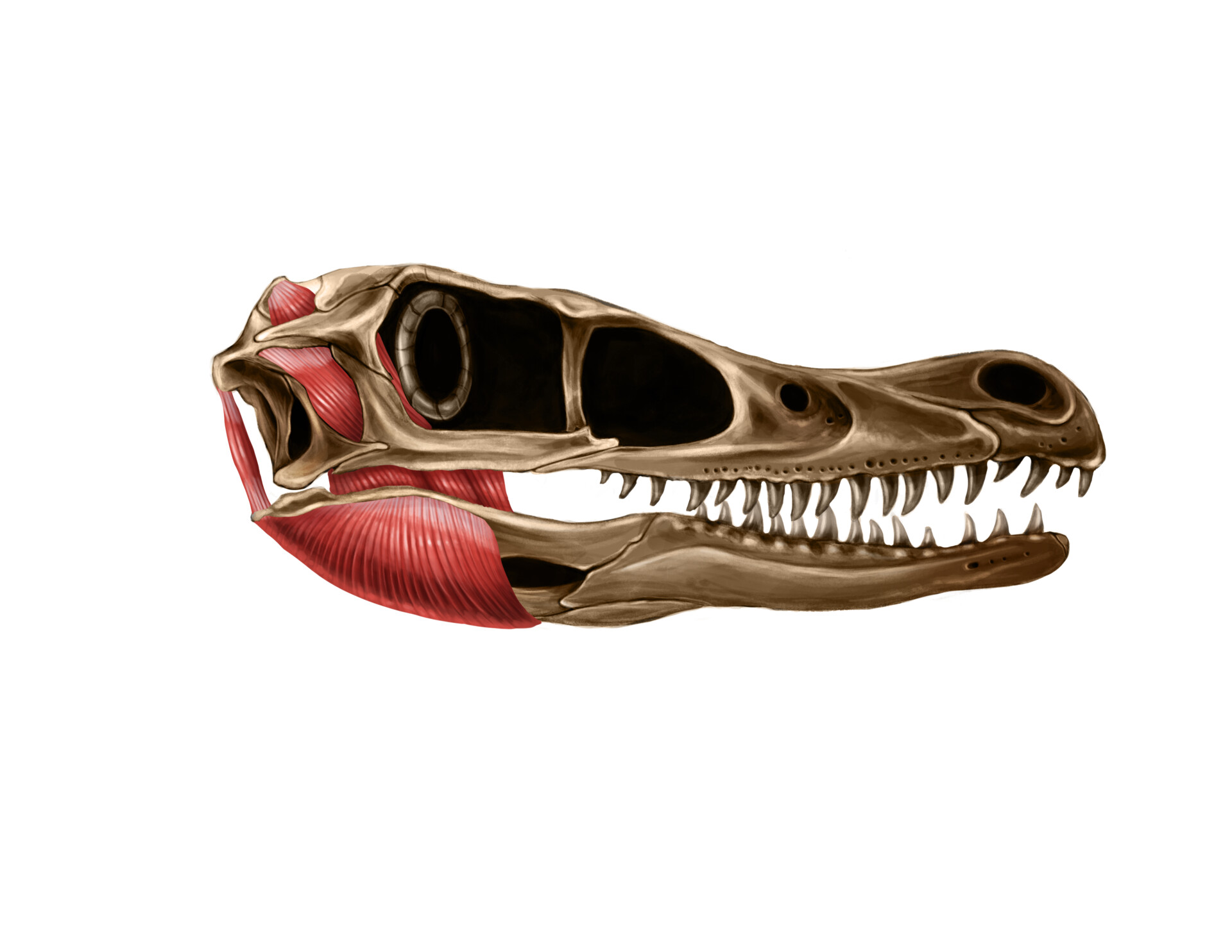 Maxwell Yeager - theropod dinosaur skull and jaw muscle anatomy