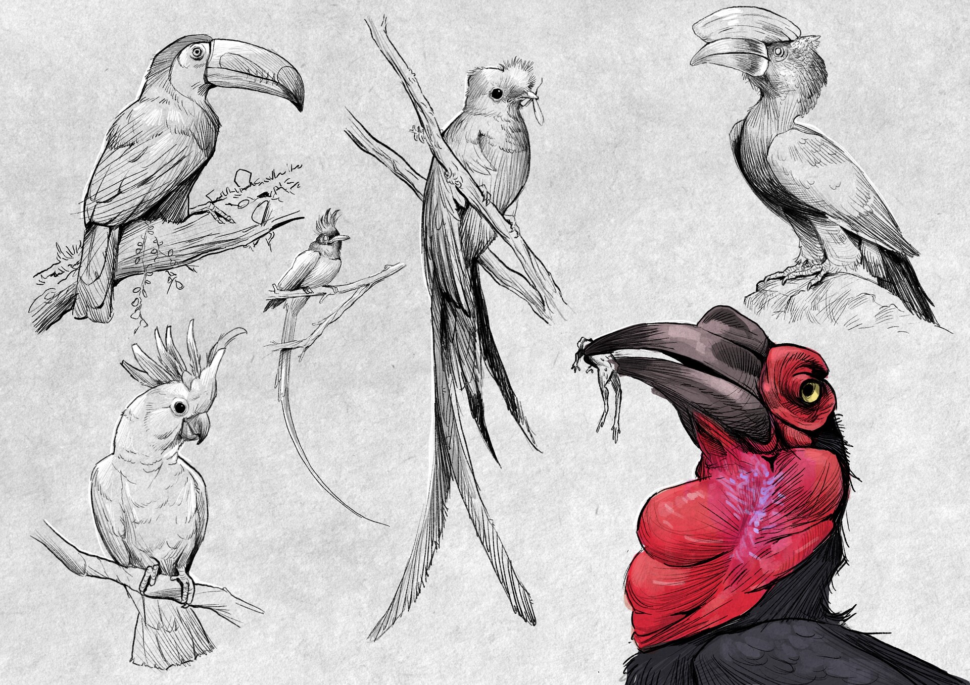 how to draw tropical birds