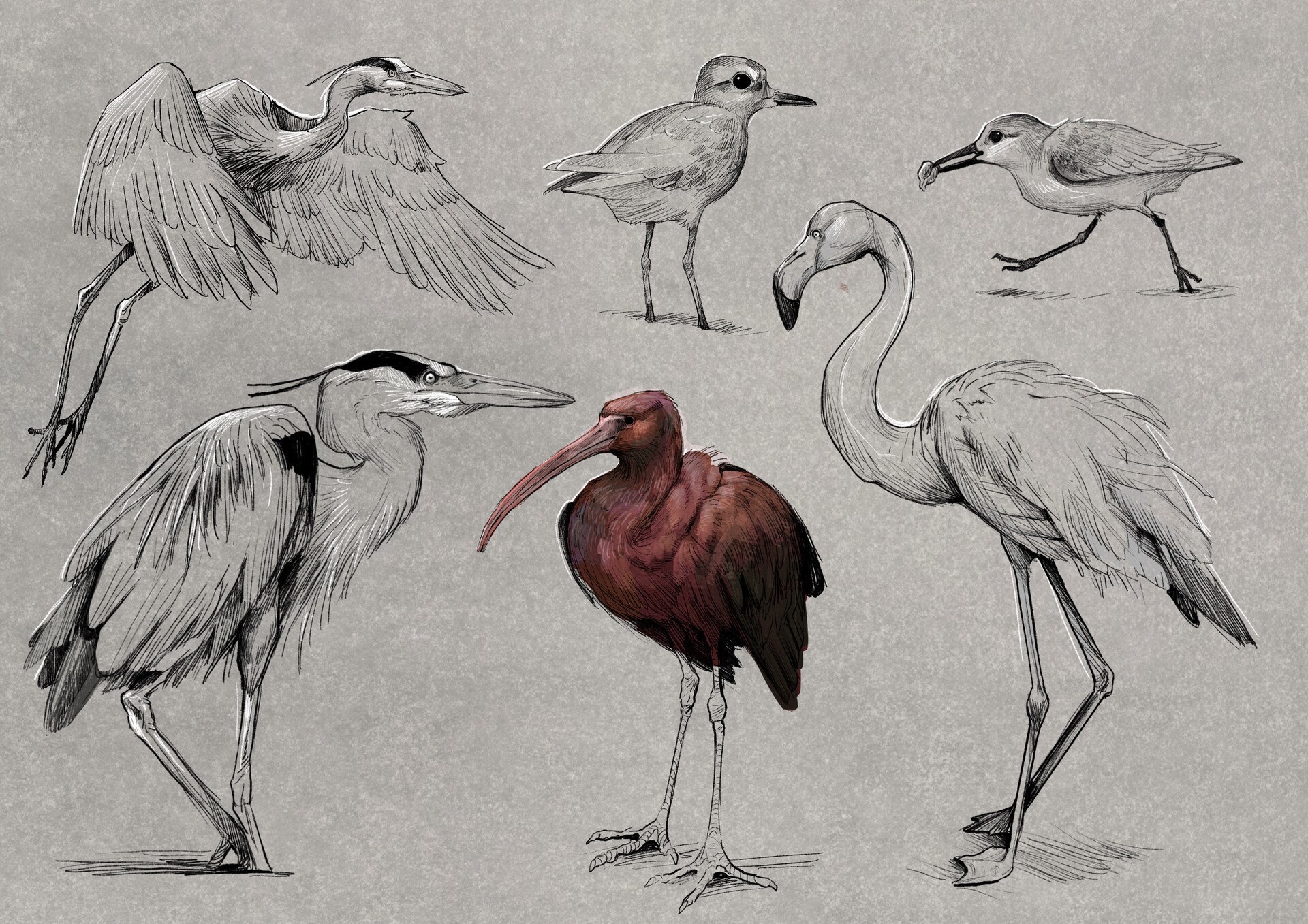 ArtStation - Wading birds