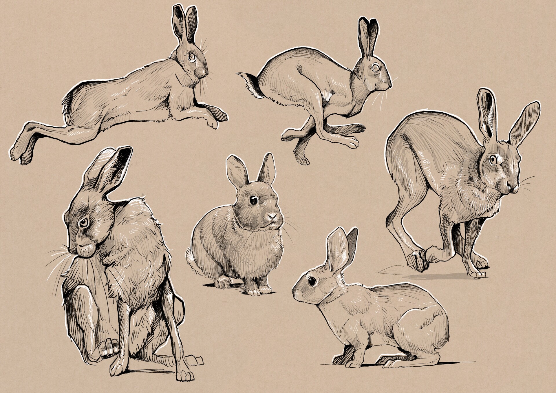 ArtStation - Rabbits and Hares