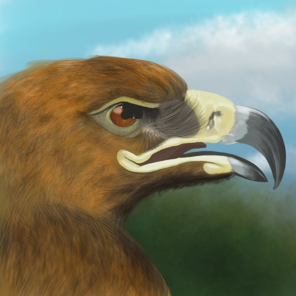 ArtStation - Eagle Study
