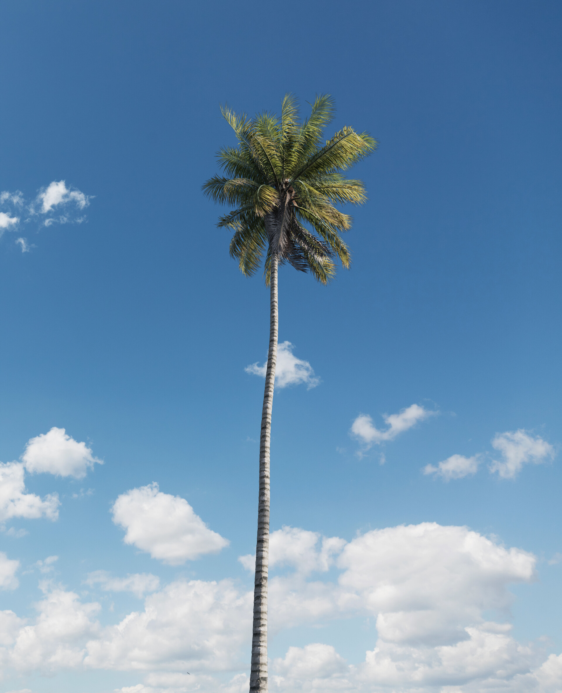 ArtStation - Animation - Palm tree