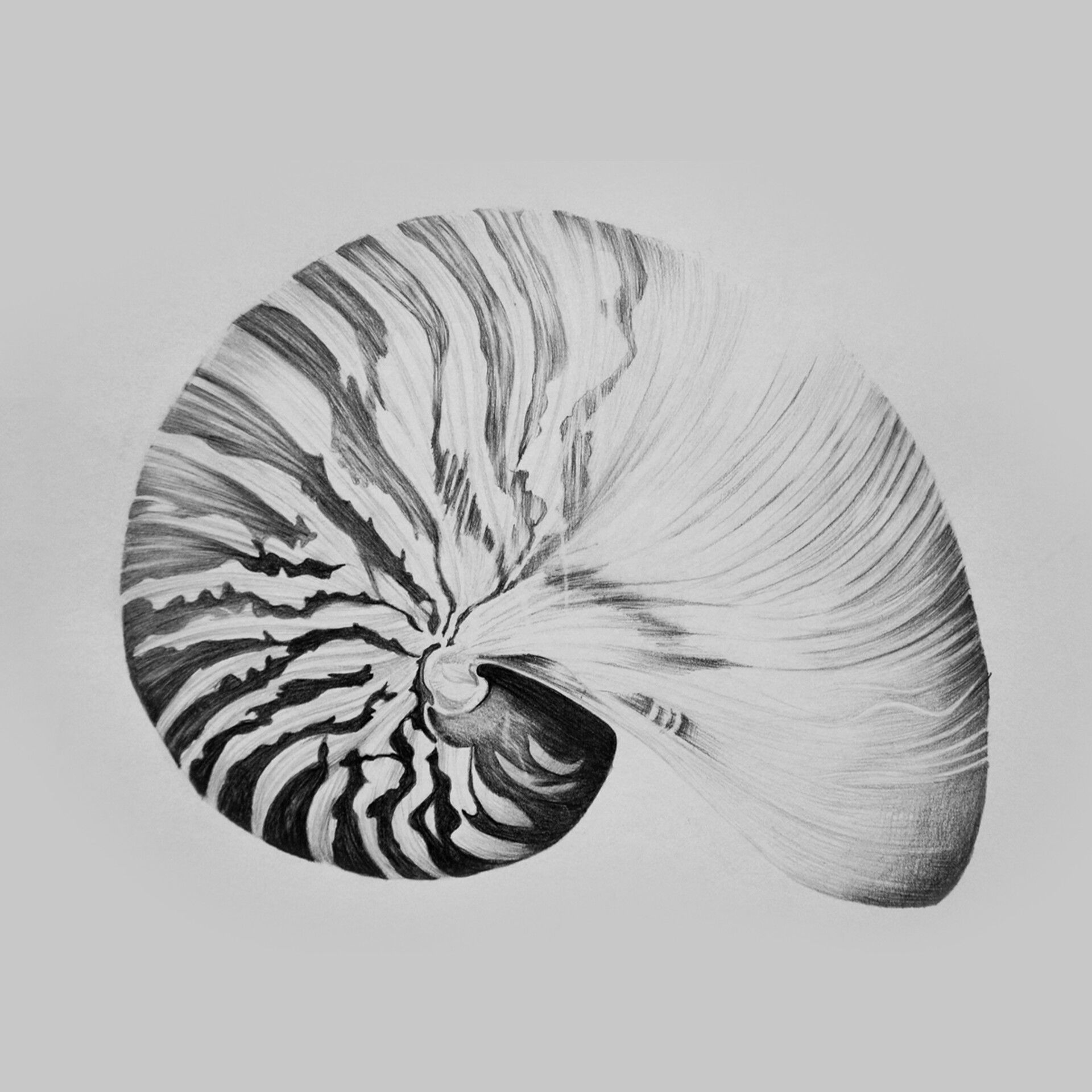 How To Draw A Realistic Seashell